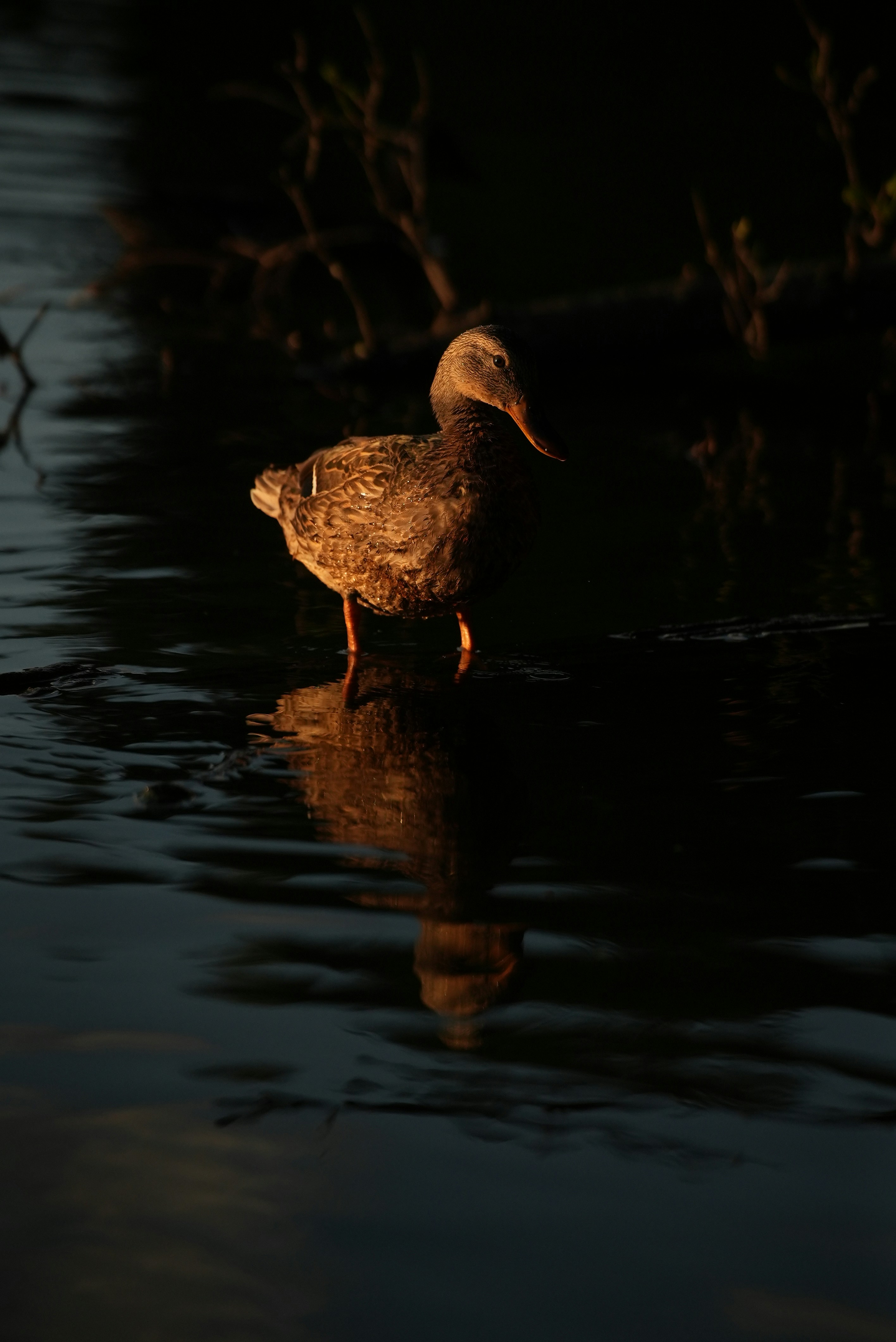 Low Light Shoreline Stroll: A Duckling in Dusk