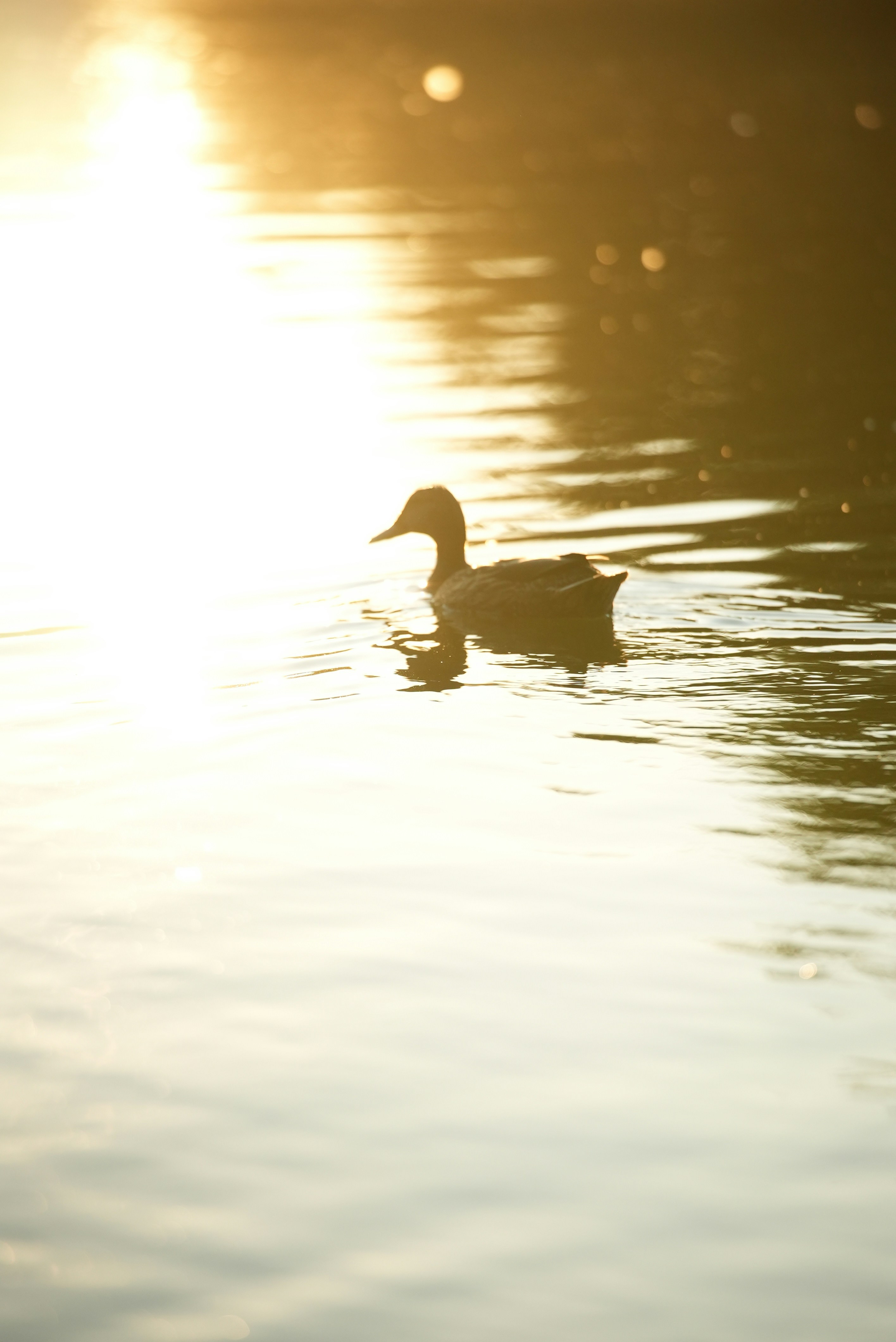 Solitary Duck in Golden Light on Quiet Water