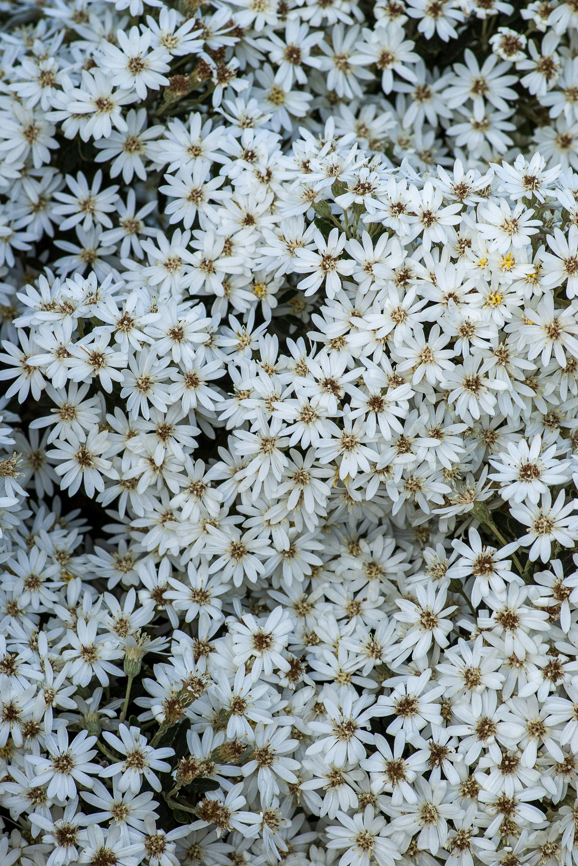 Field of White Petals: A Dense Bloom of Starry Florals