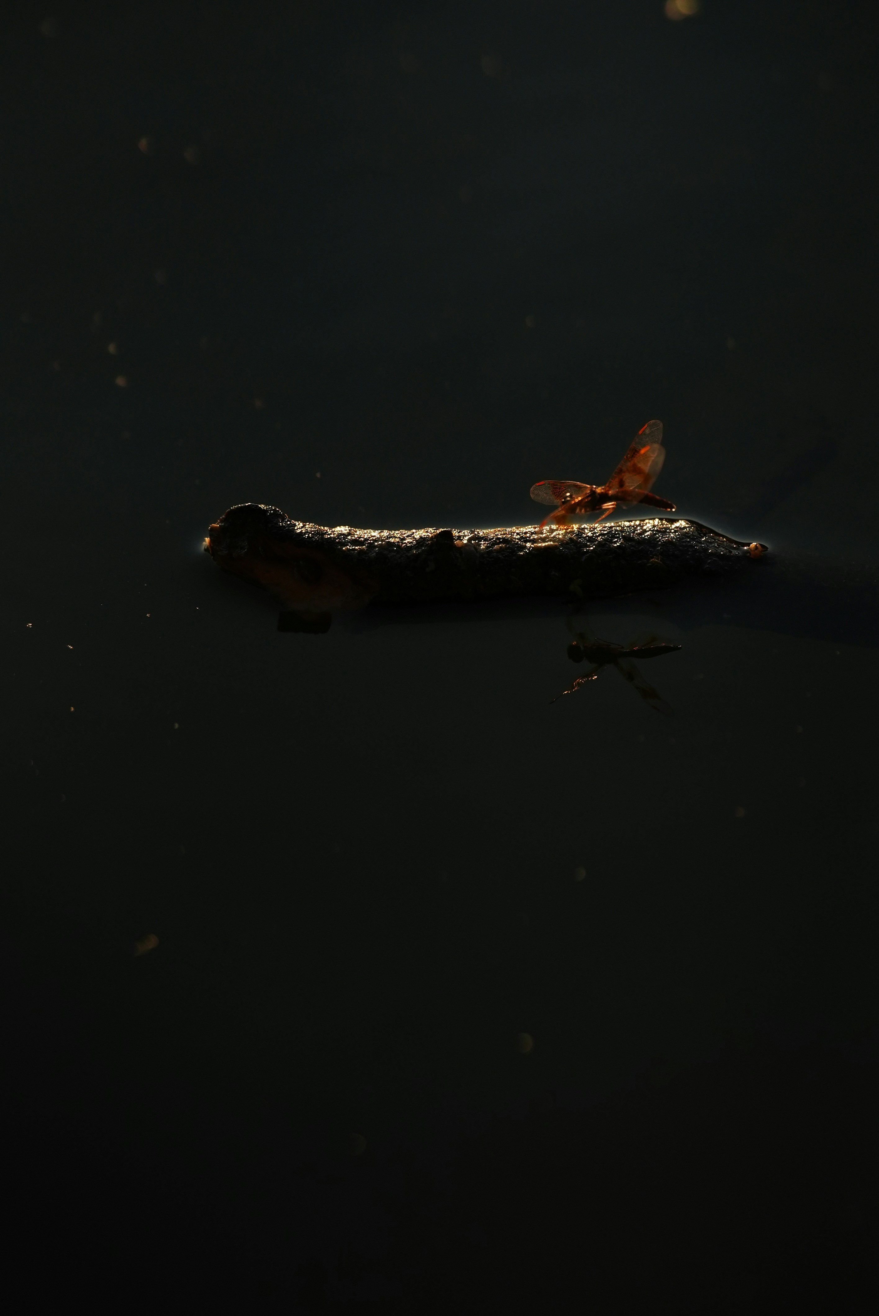 Glowing Moth on a Midnight Twig