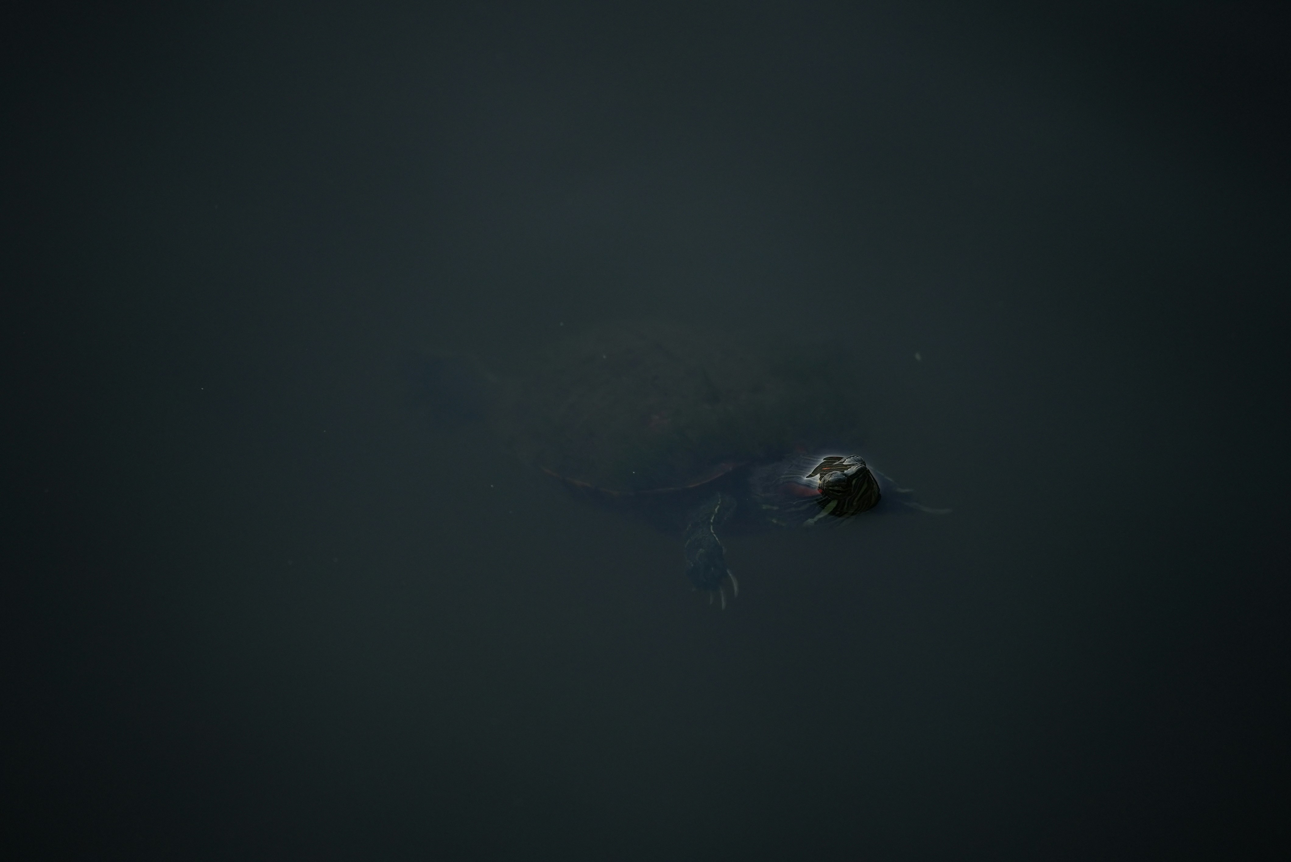Submerged Glimmer: A lone form drifting in midnight water