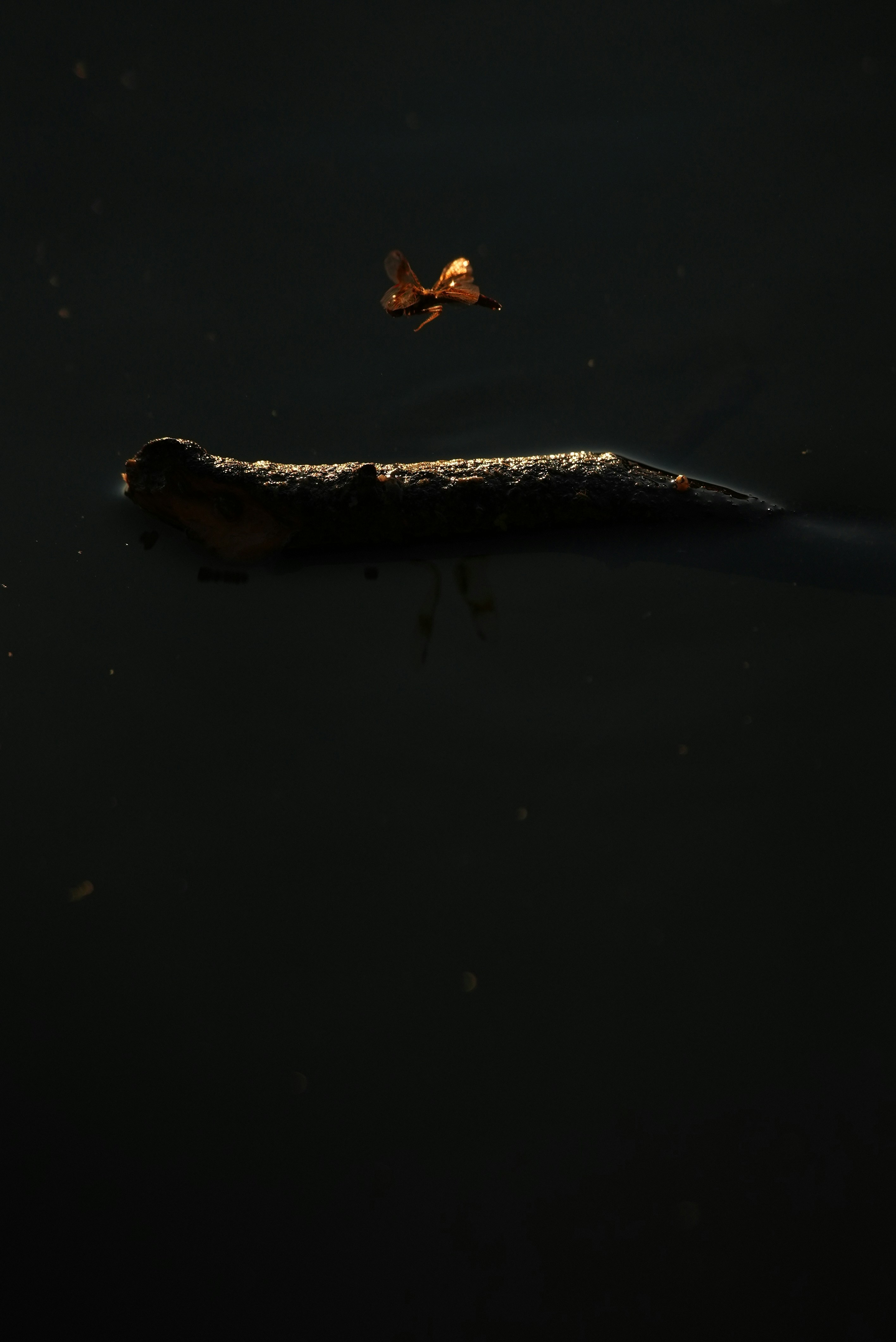Glowing Debris and a Tiny Wing: A Moment in Dim Water