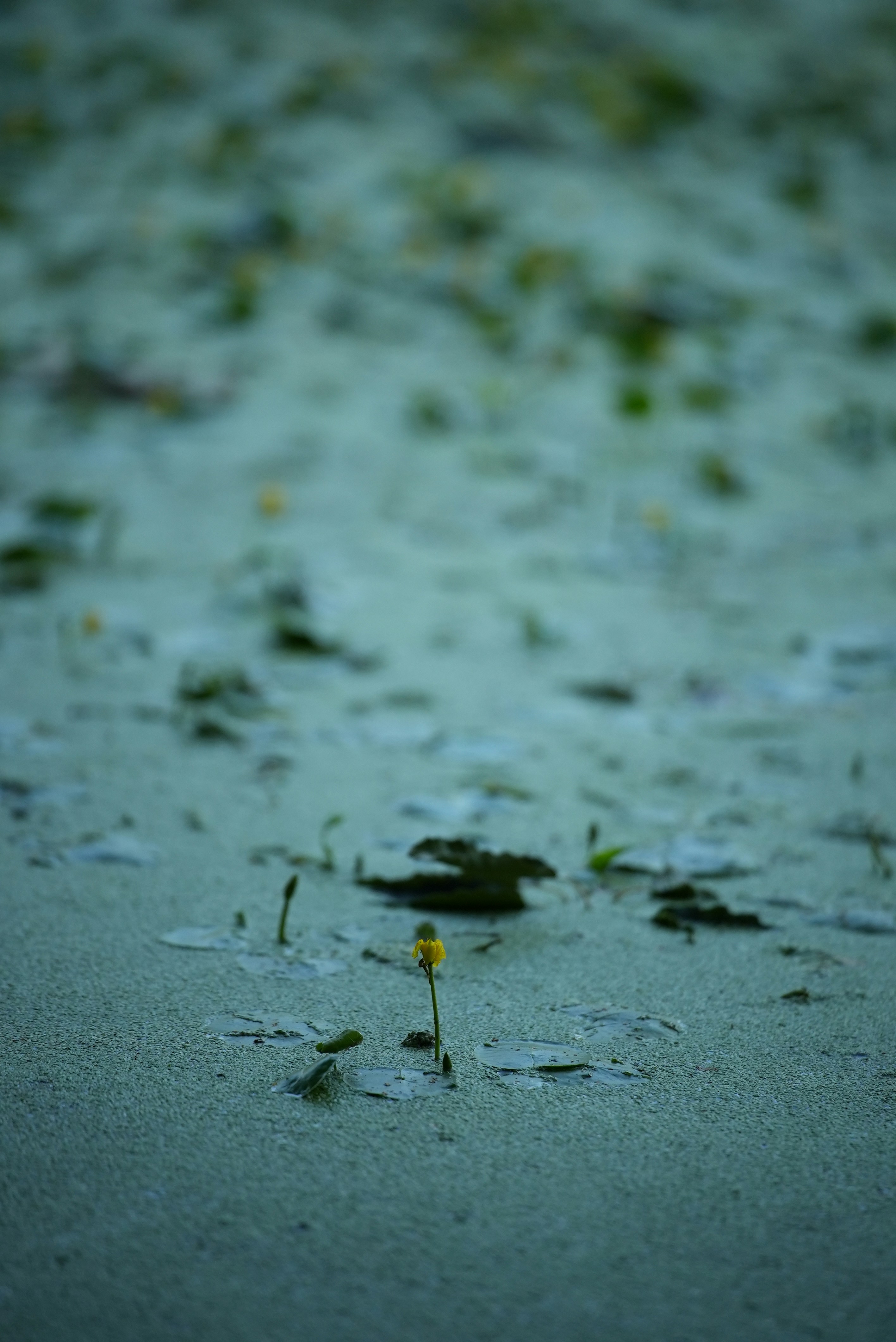 A single yellow bloom Standing Watch over a Misty Pool