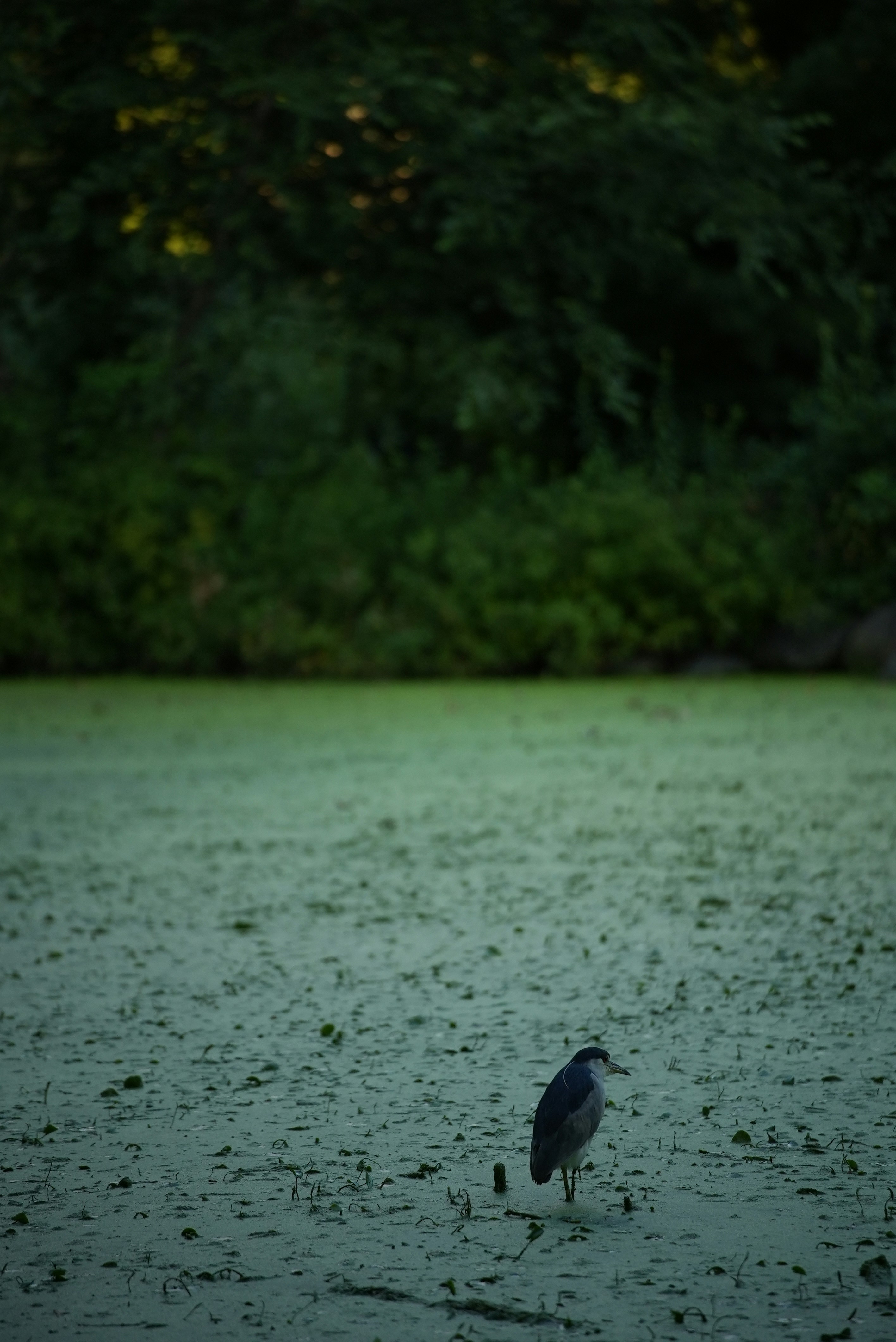 Lonely Heron Standing in a Quiet Pond of Green Reflections