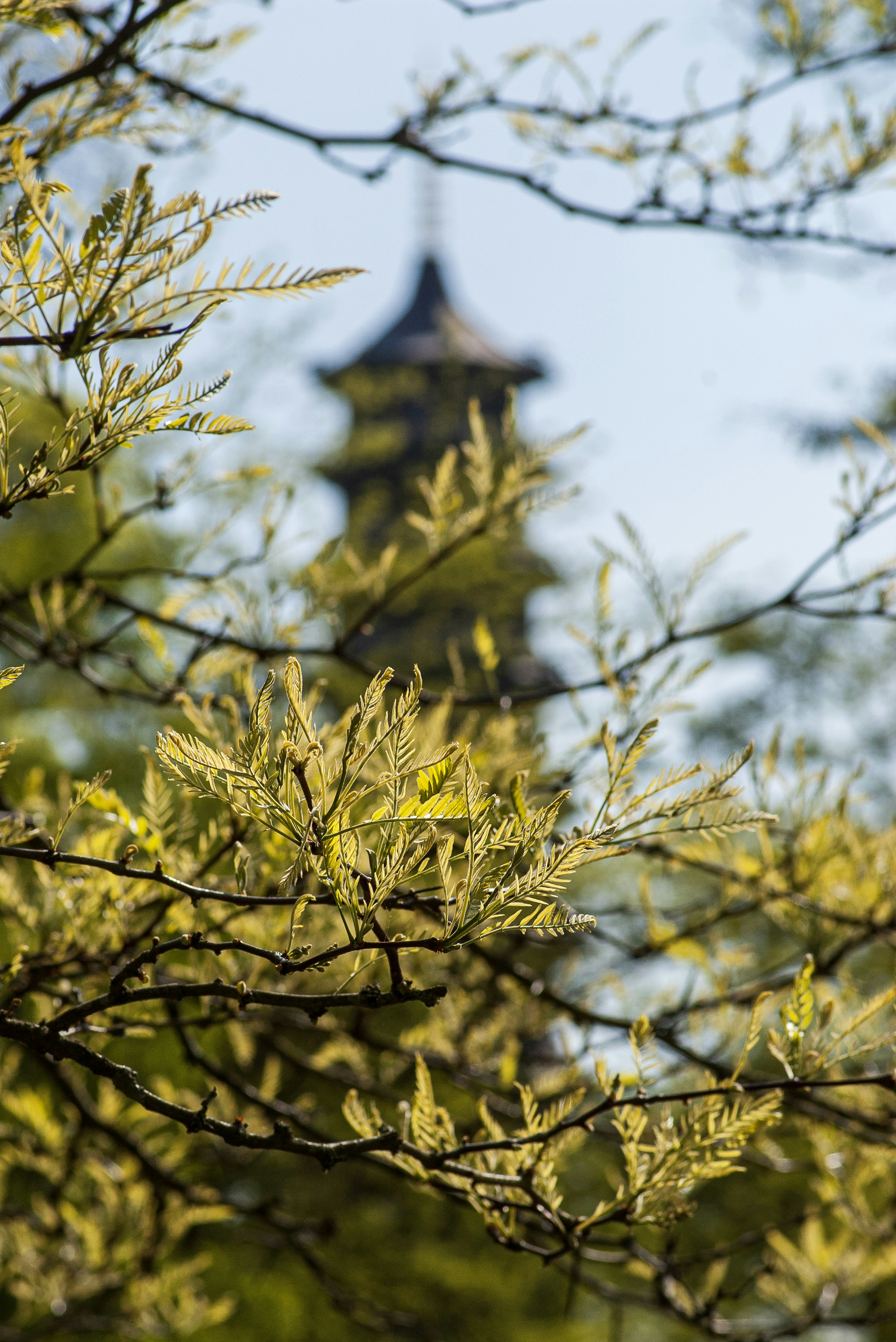 Branches in the foreground with a distant pagoda peeking through