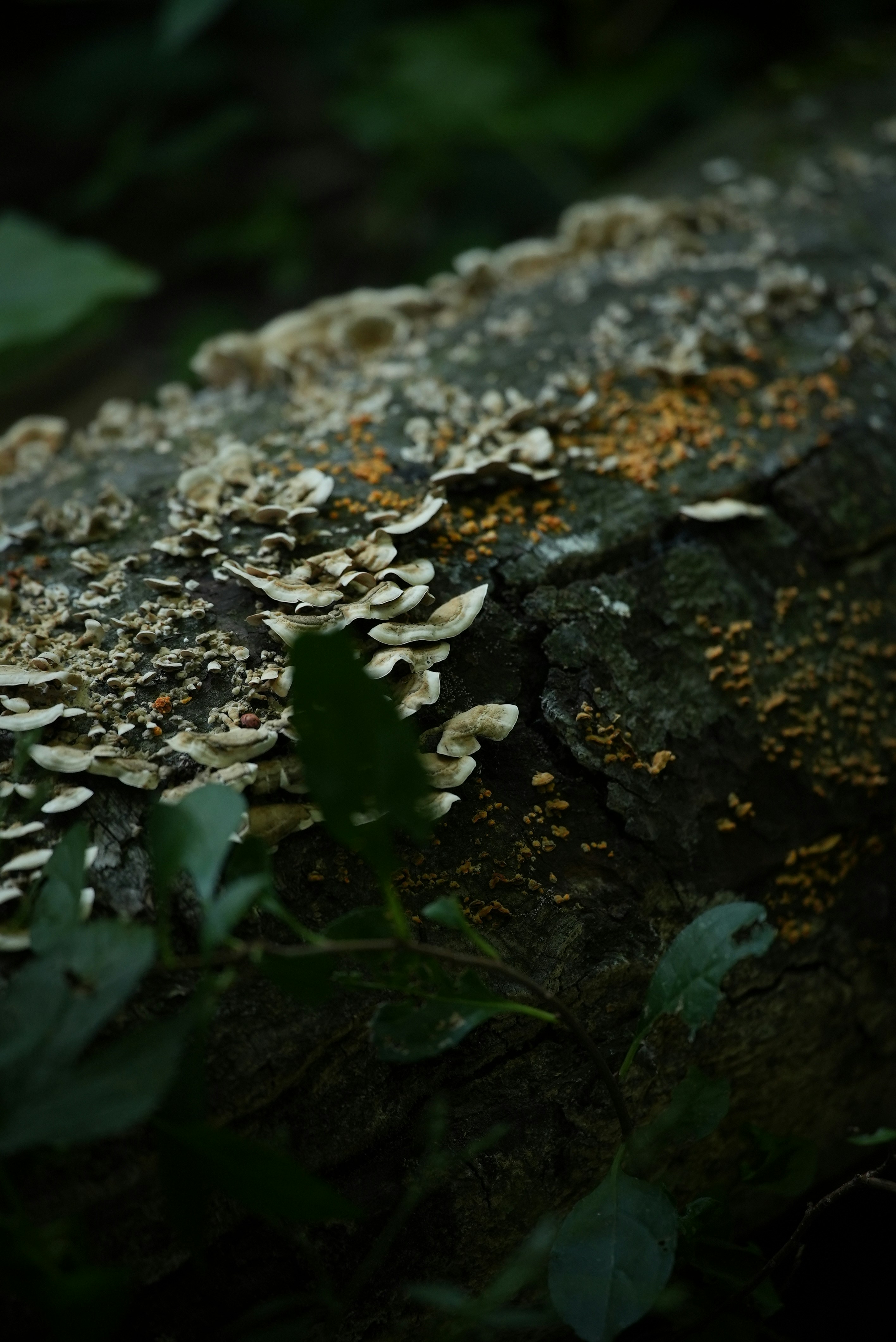 Shelf of Fungal Microcosm: White Brackets on Weathered Bark