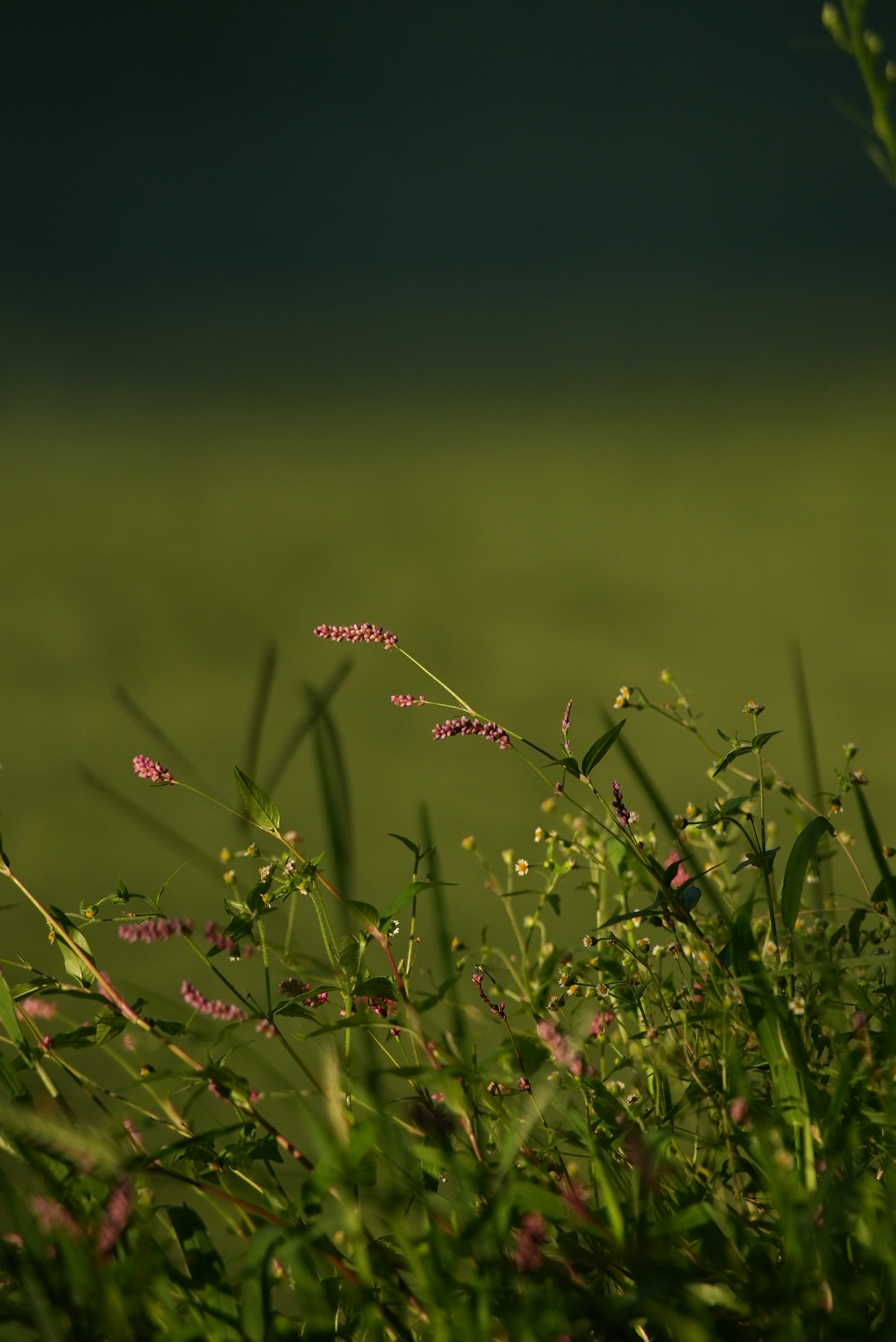 Pink-tipped grasses in a sunlit meadow