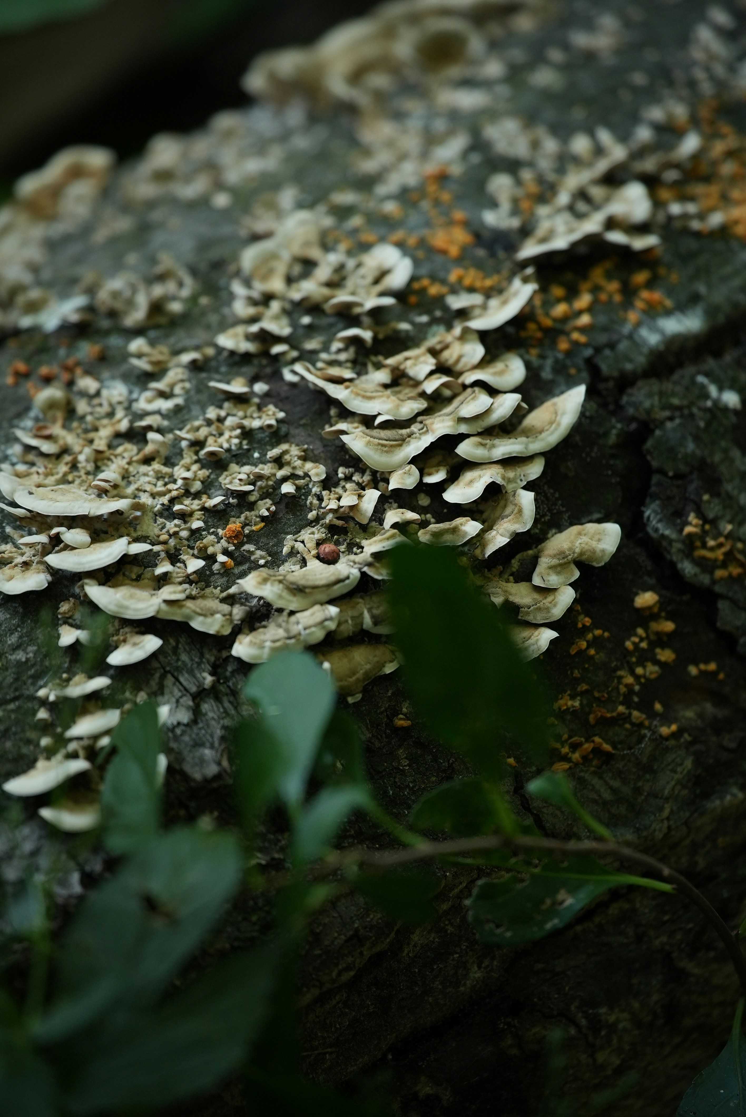 White Shelf Fungus Crown on Weathered Log