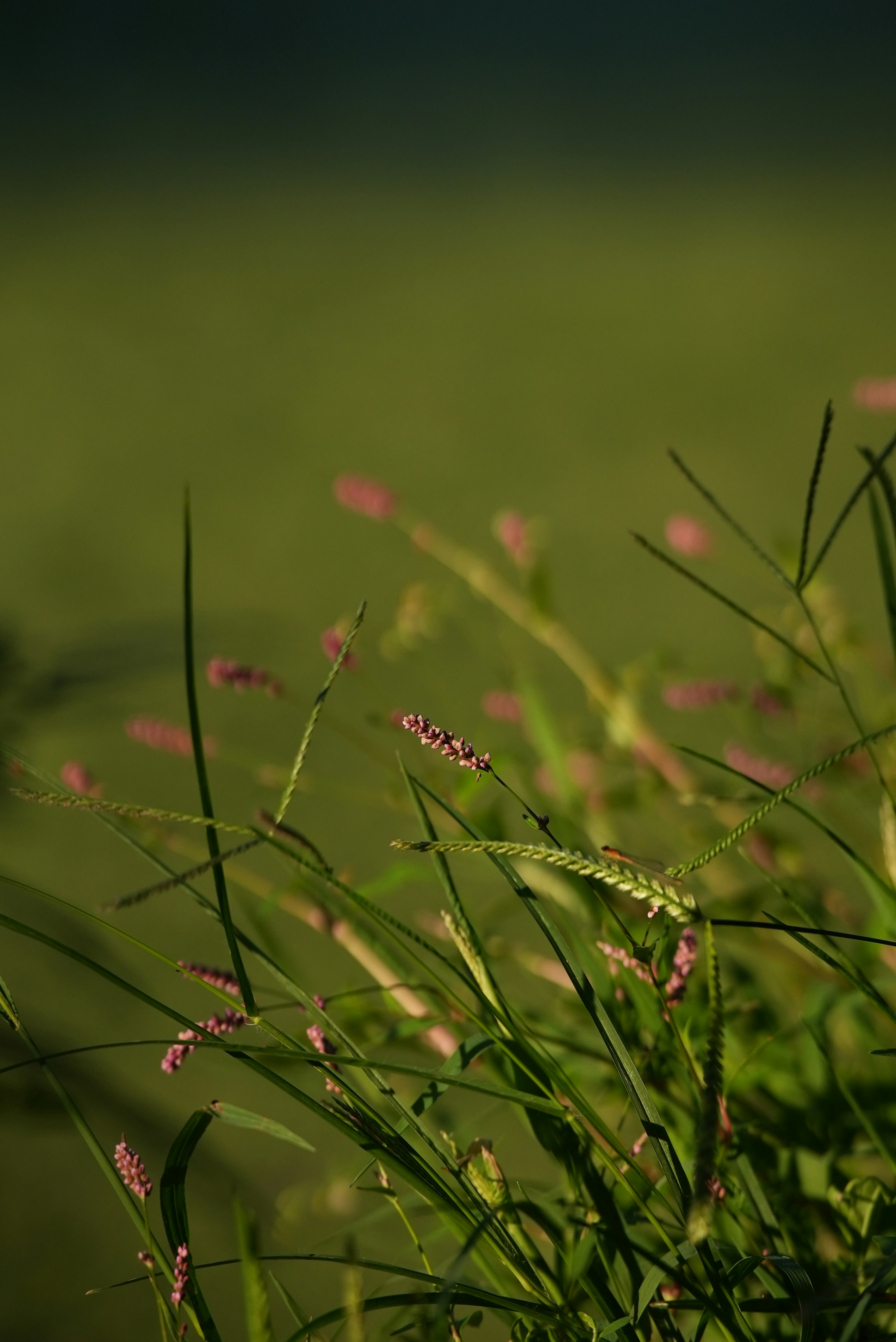 Low-Field Meadow: Grasses in Morning Light