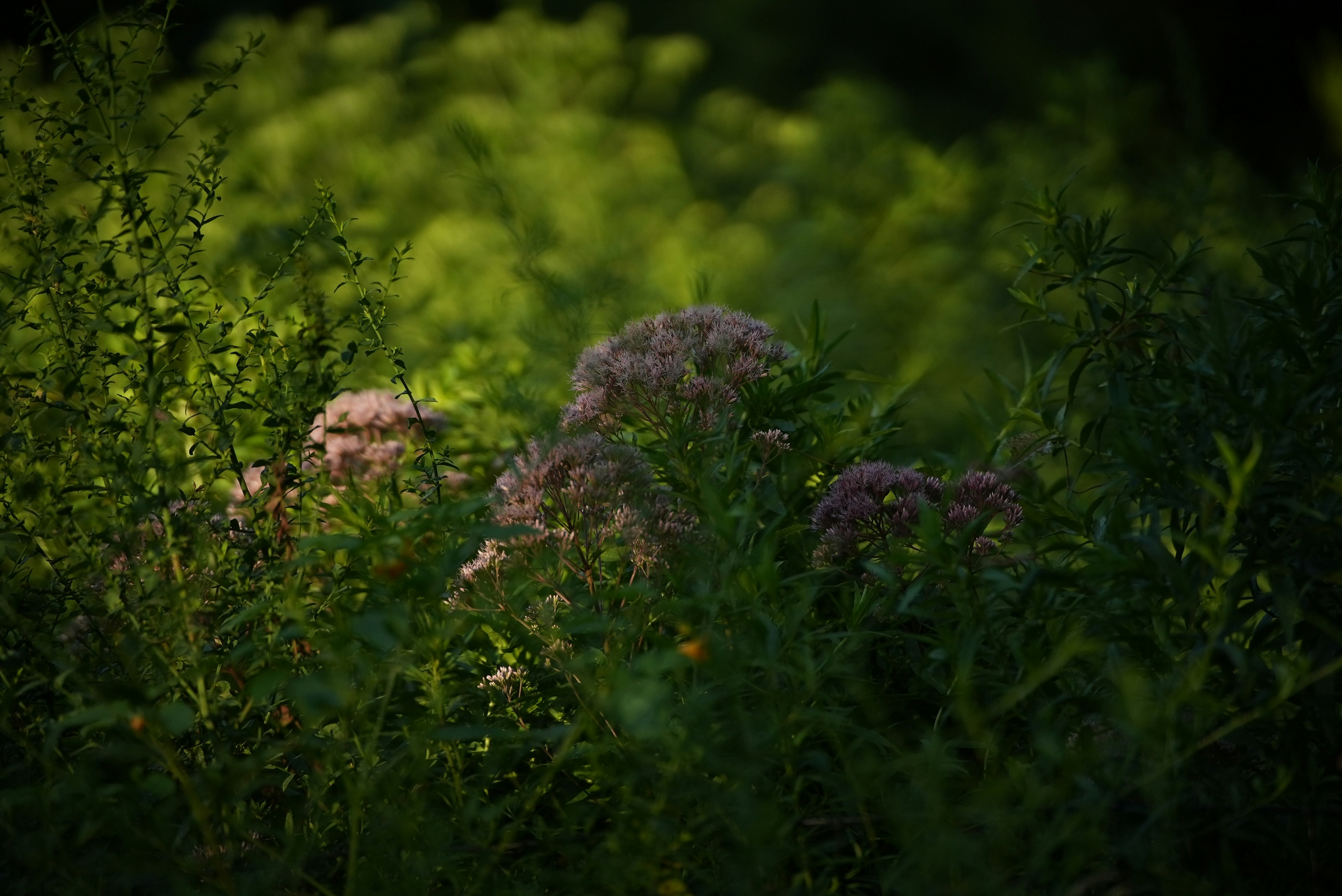 Lush Evening Clearing with Soft Florals
