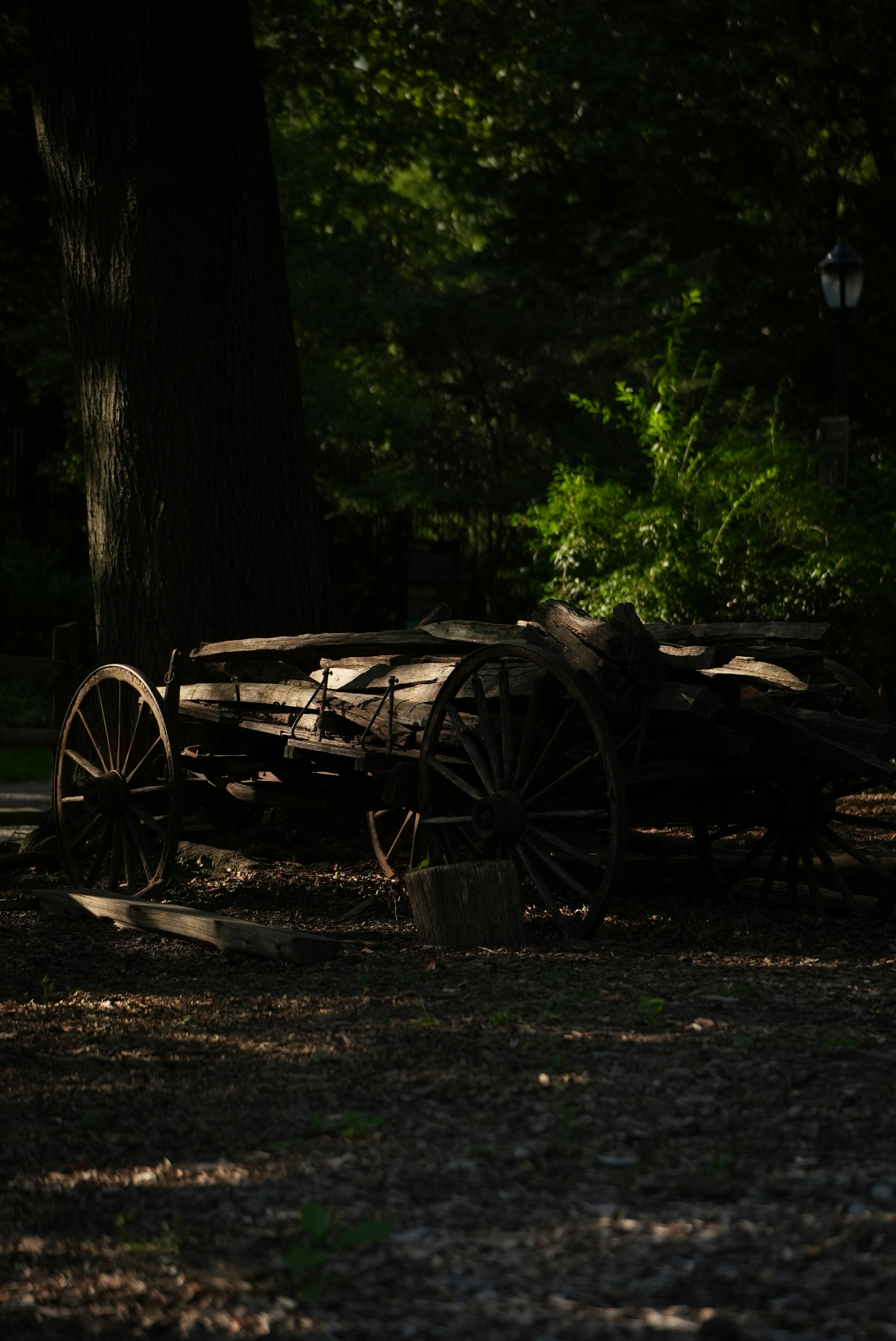 Sunlit Wagon Remnants Amid Quiet Forest Shadows