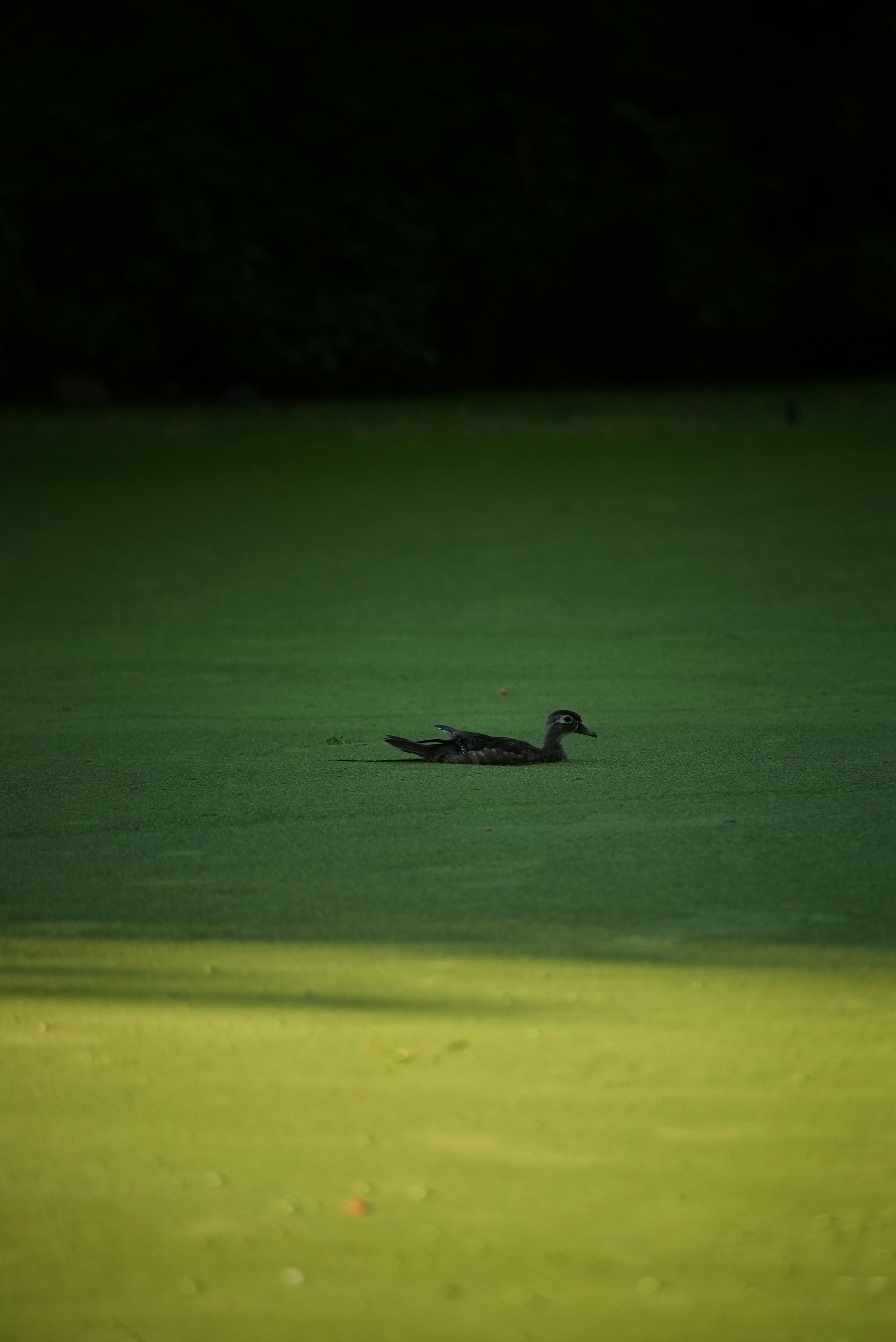 Mid-Field Duck on Velvet Green
