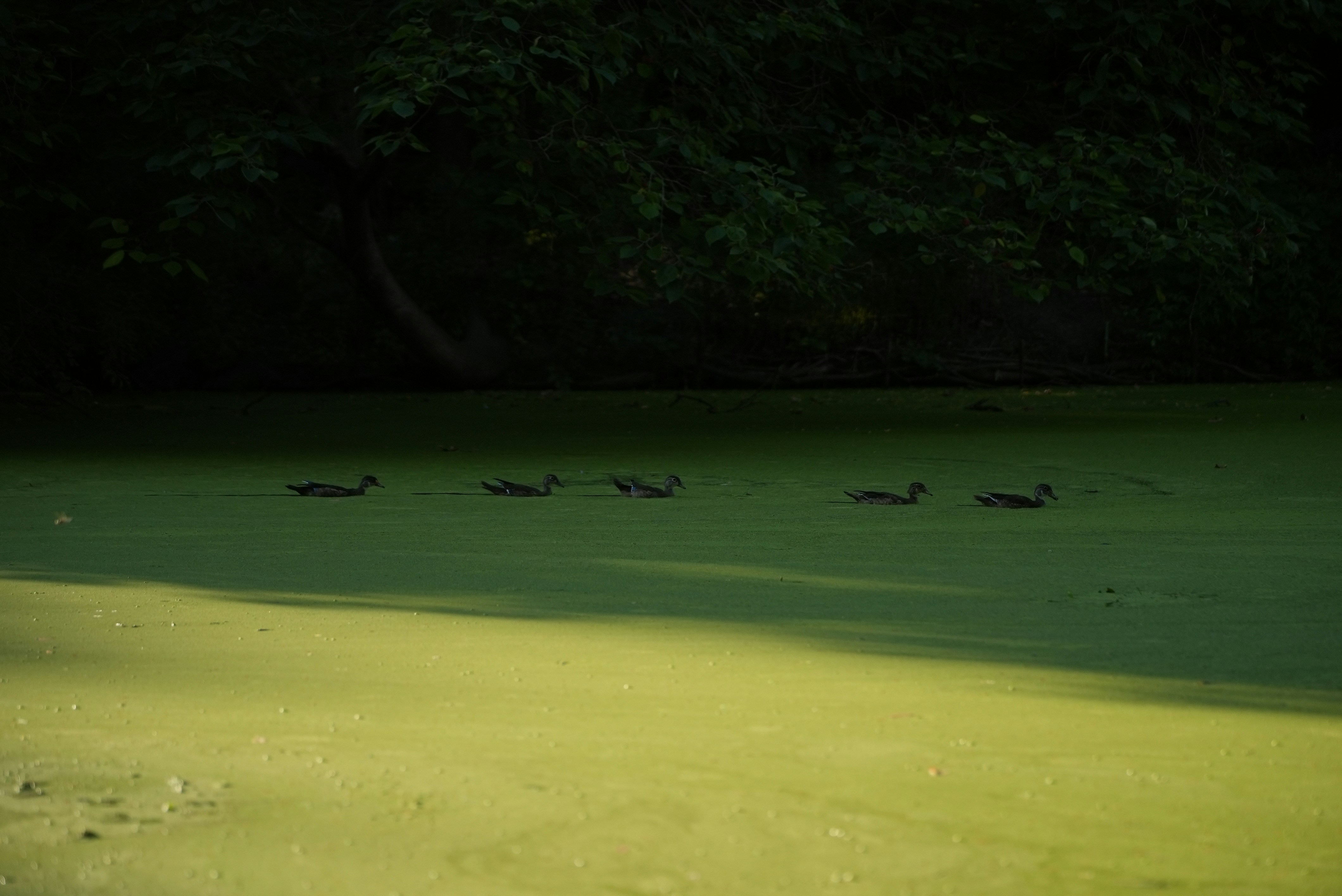 Quacking Line in a Green Quiet: Ducks Crossing a Lime Pond