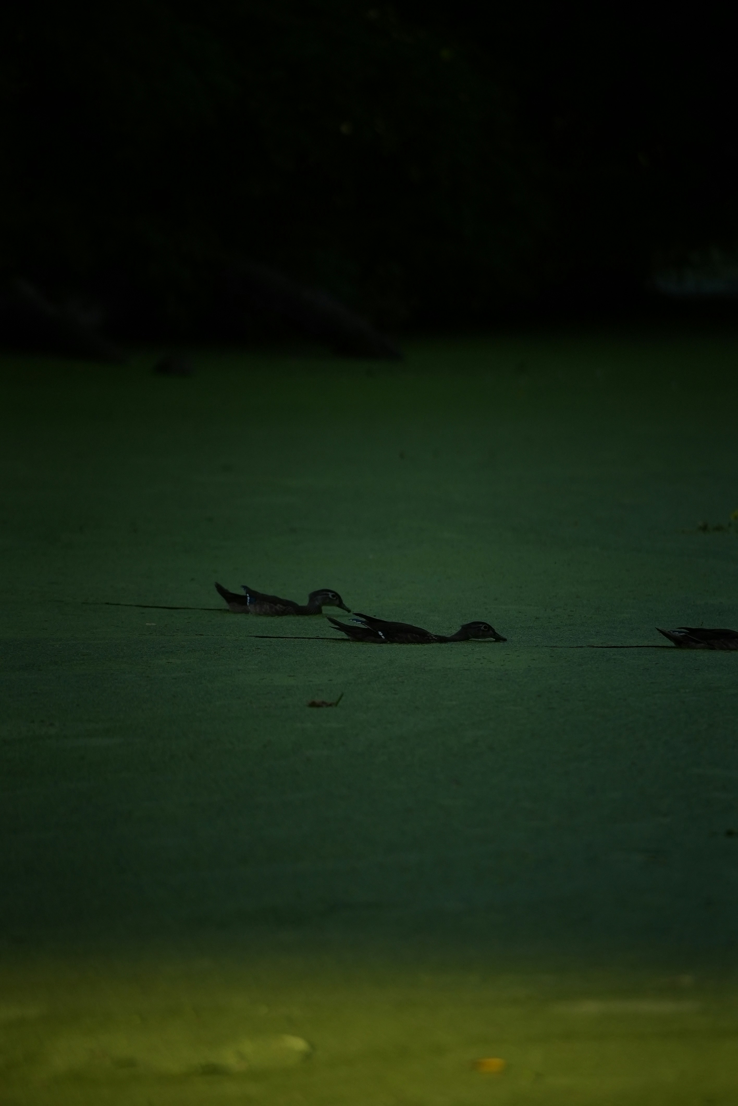 Dusk of the Green Lake: A Quiet Bathed in Shadow