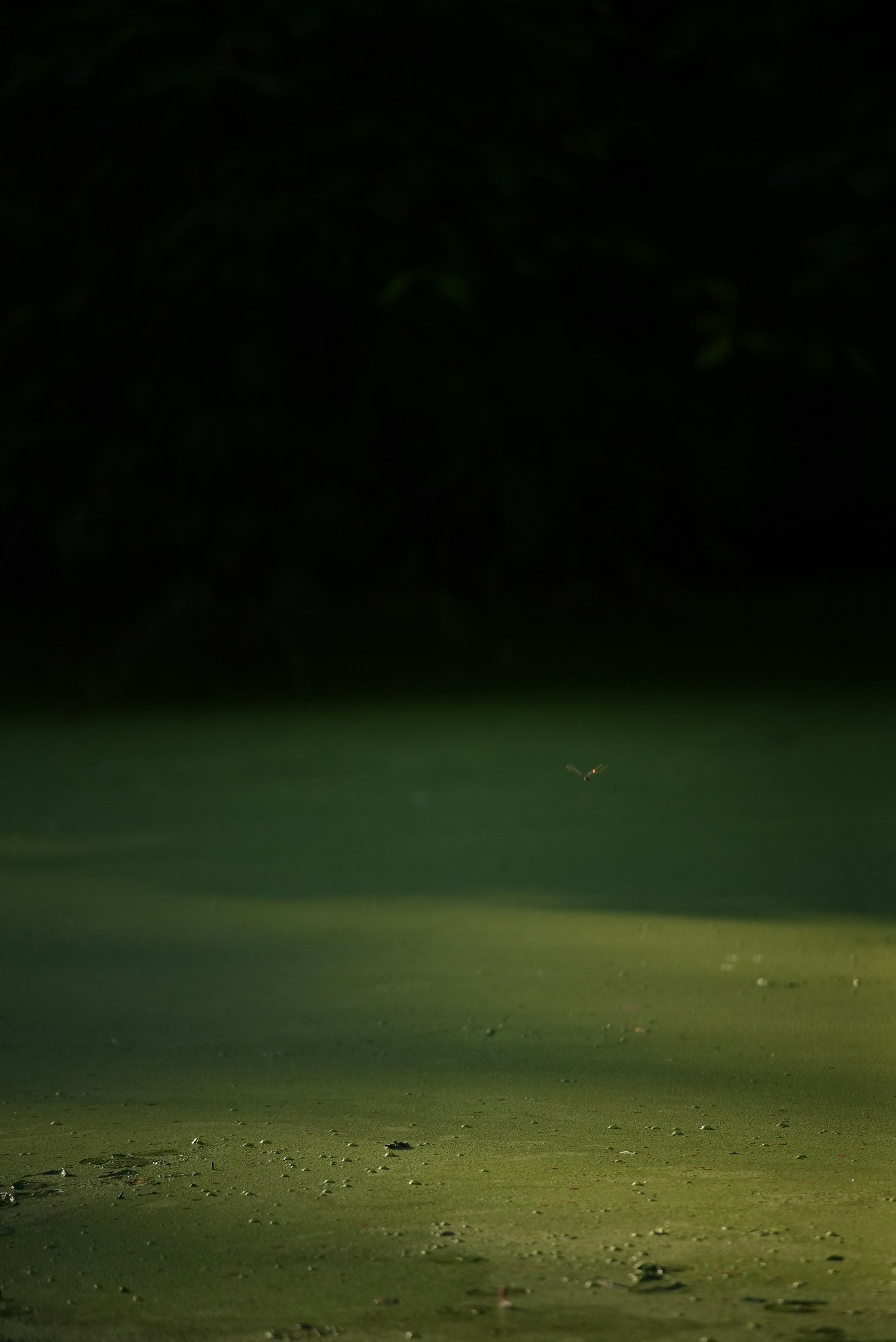 Horizon of Quiet Tide: A Distant Glimmer in the Night Field