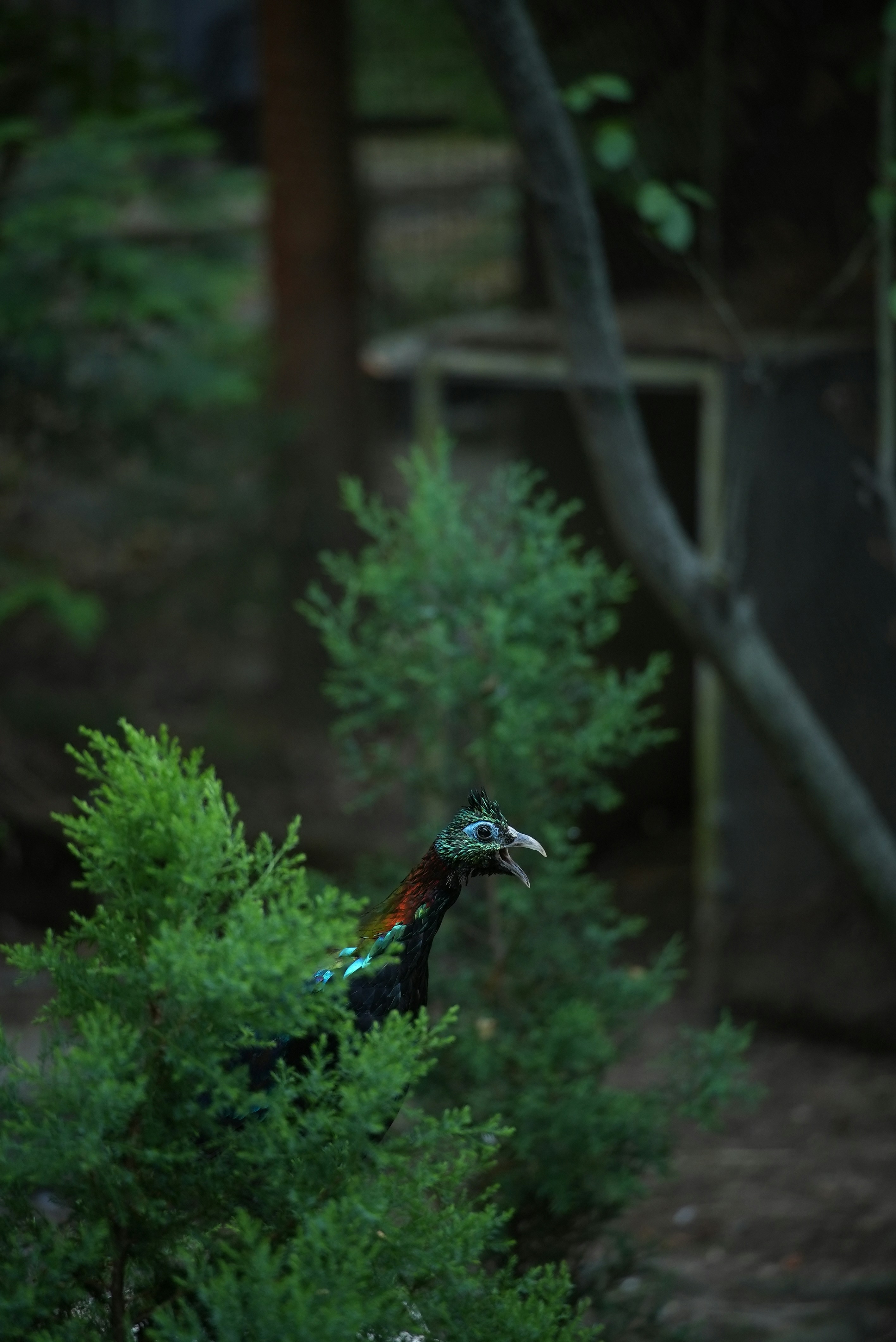 Emerald Crest Among Green Foliage