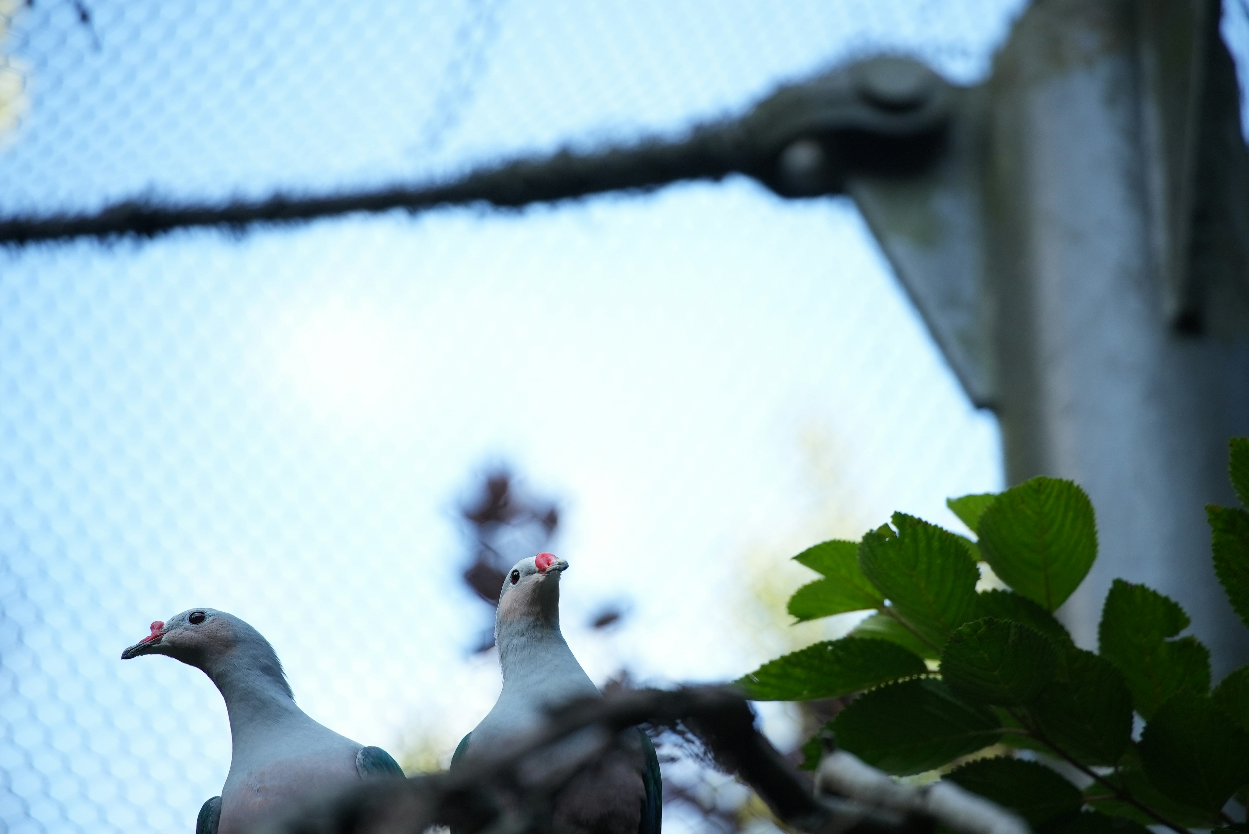 Soft-focus Pigeons at Fence Edge