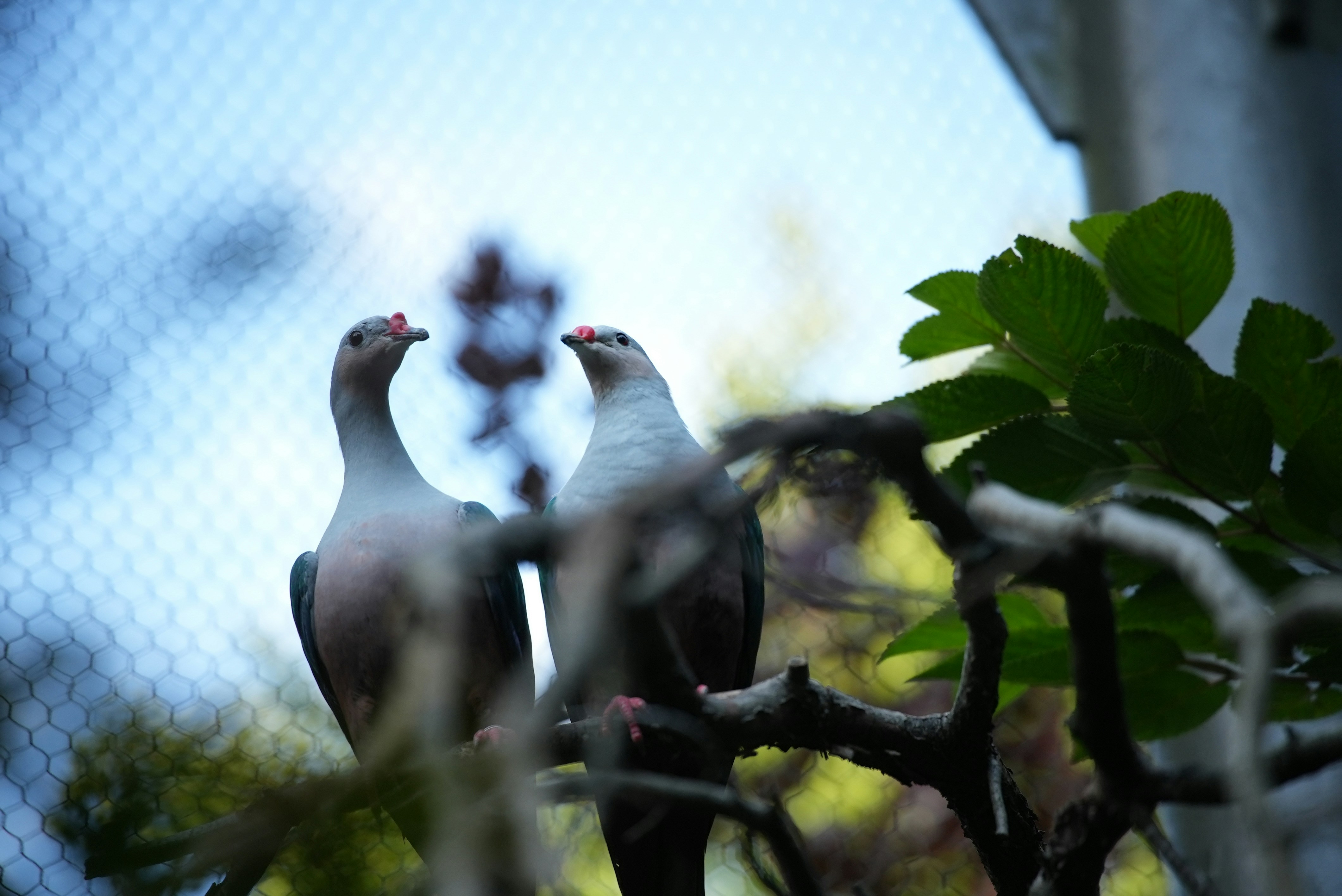 Two Pink- billed Doves on a Shaded Branch Behind a Mesh Fence