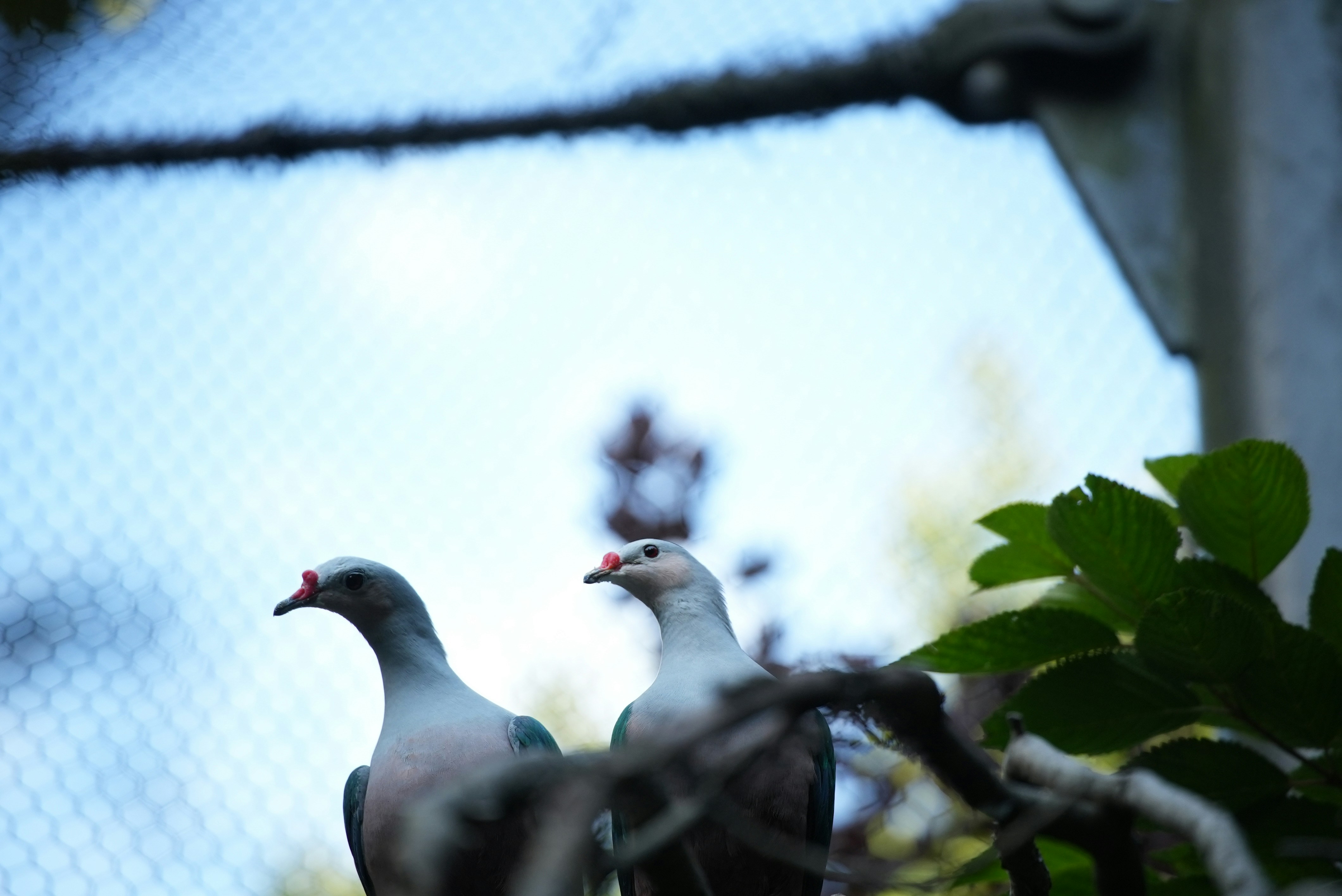 Pair of Urban Doves: Quiet Vigil by the Fence