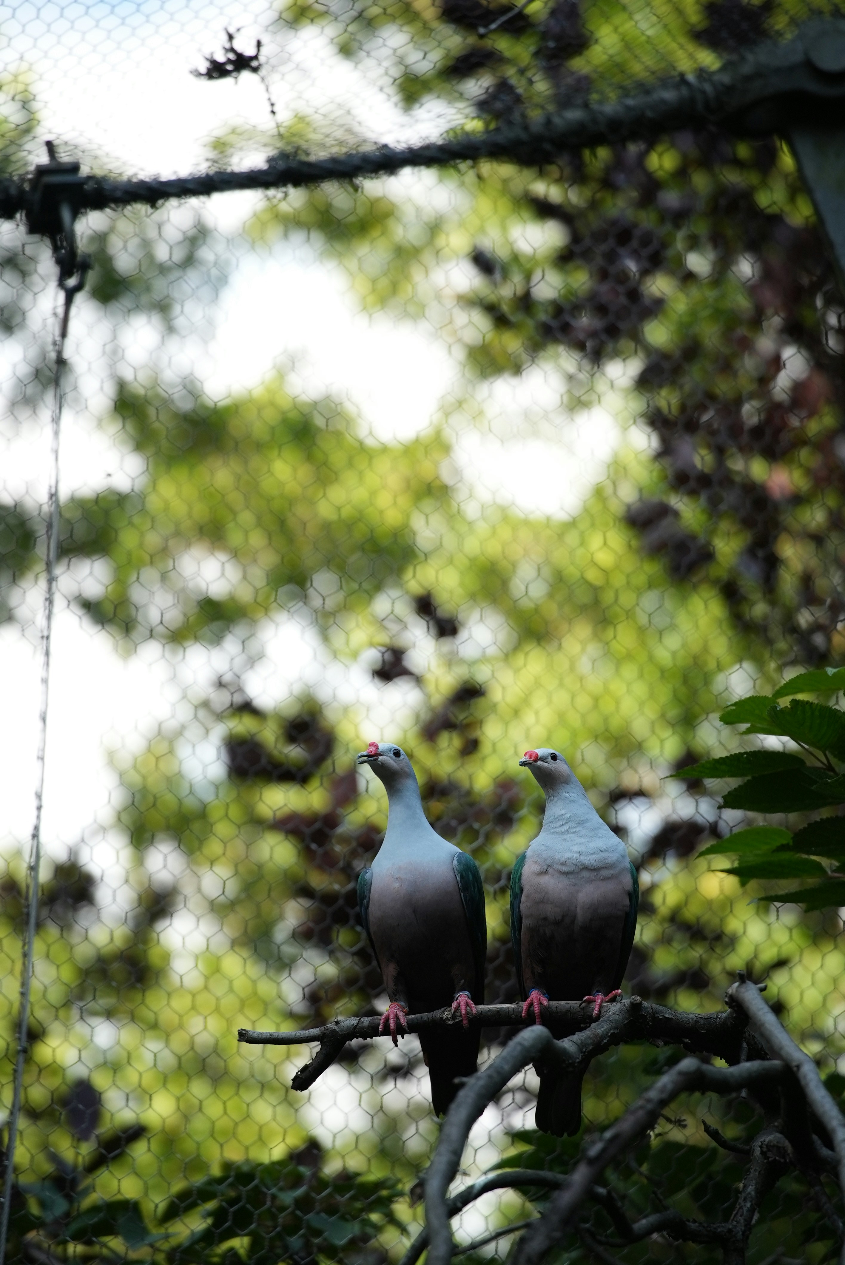 Covert Duo: Two Doves Perched Behind a Mesh Fence