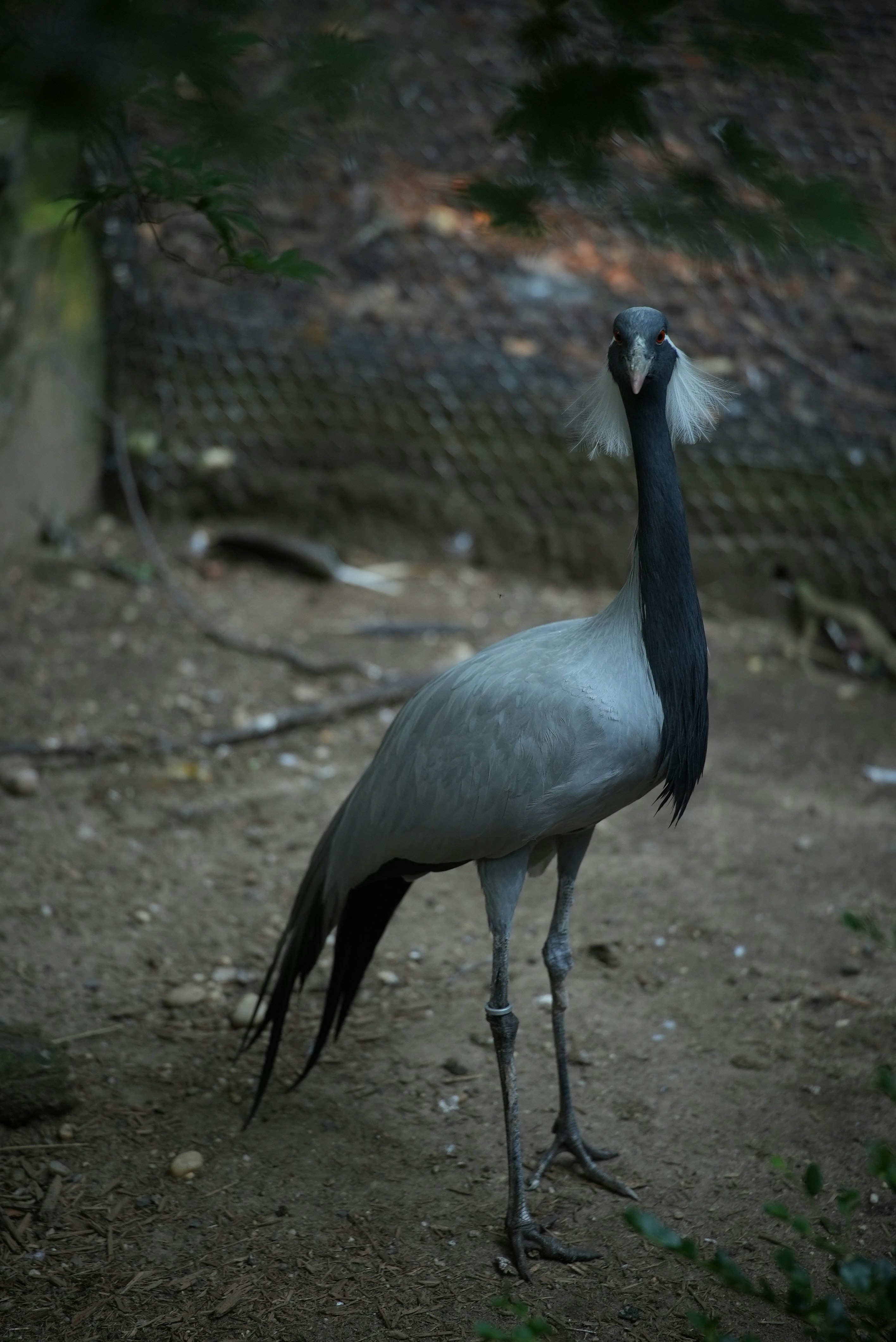 Graceful Stare Under the Canopy