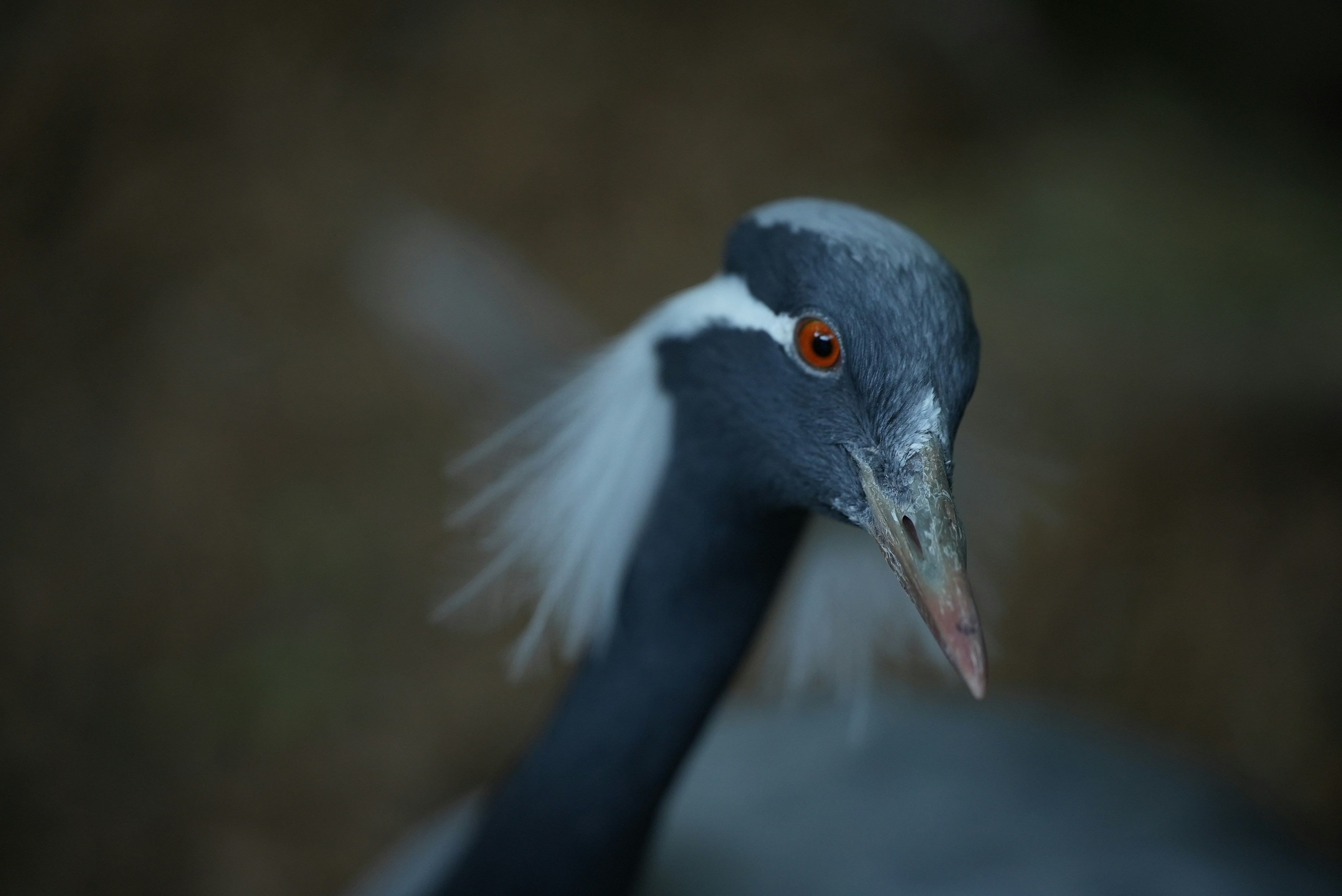 Close-Up of a Black-Crowned Crane’s Intense Gaze
