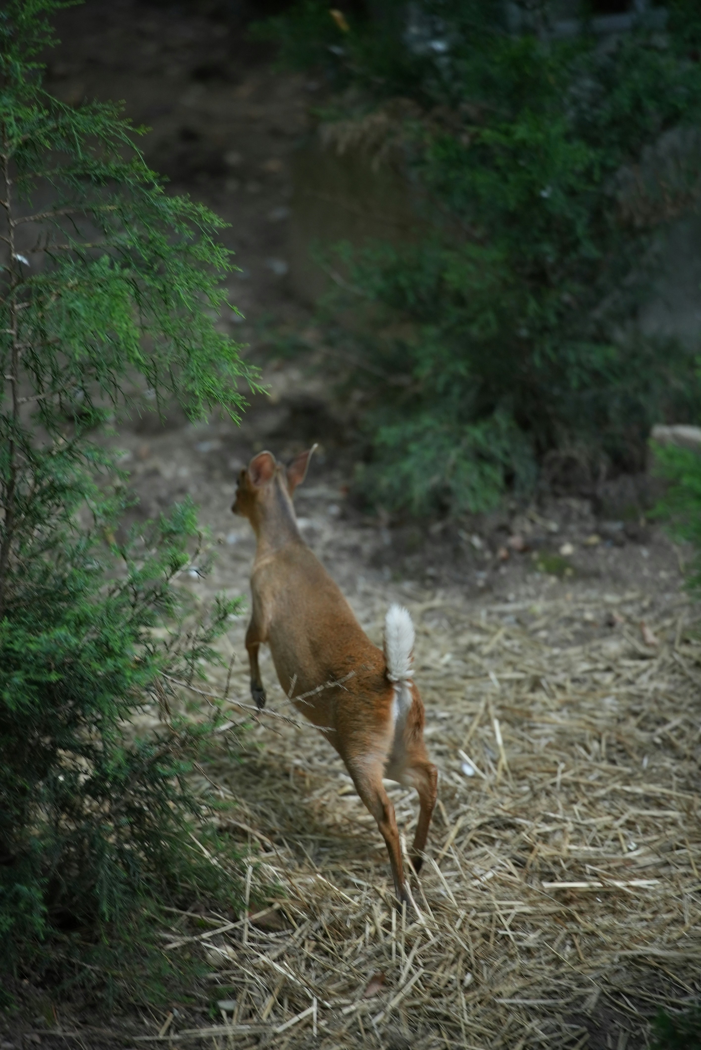 A Curious Fawn in a Pine Corridor