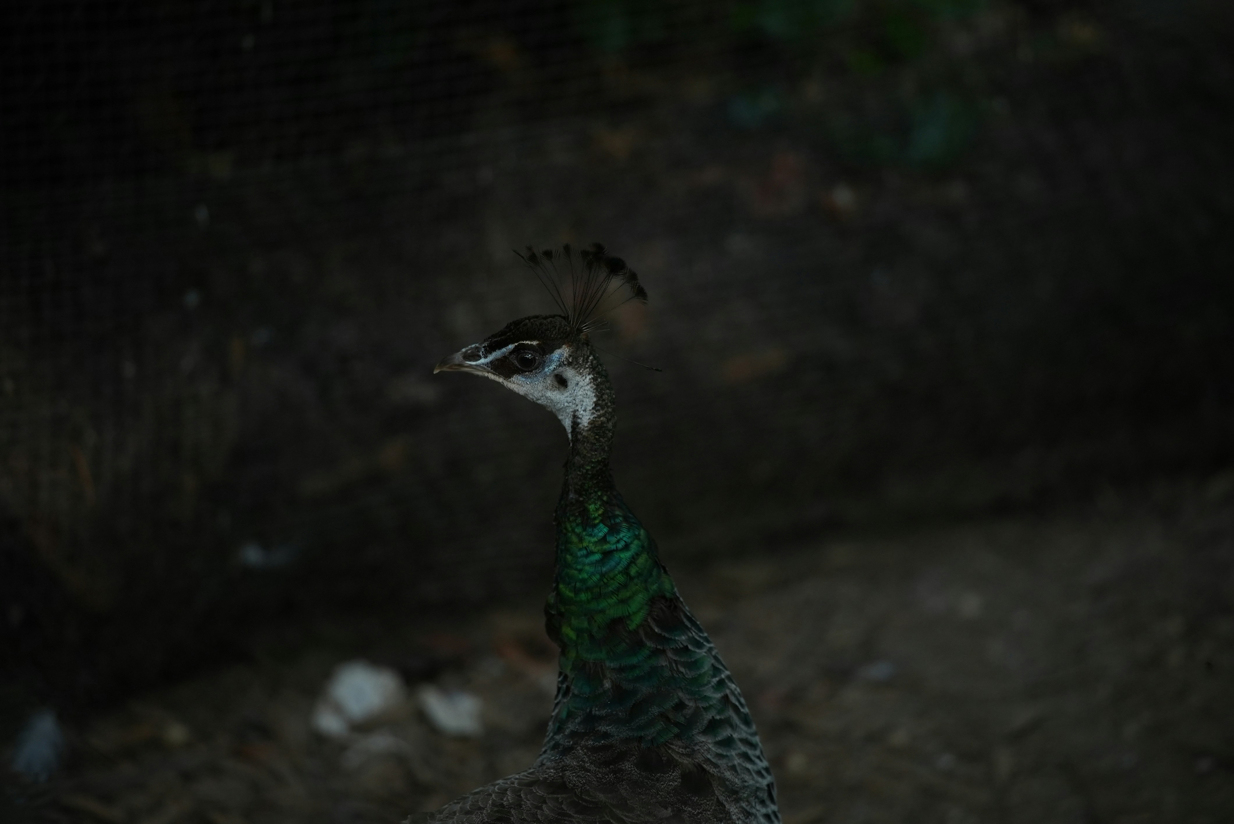 Peacock in Shadow: A Subtle Portrait of Irridescent Plumage