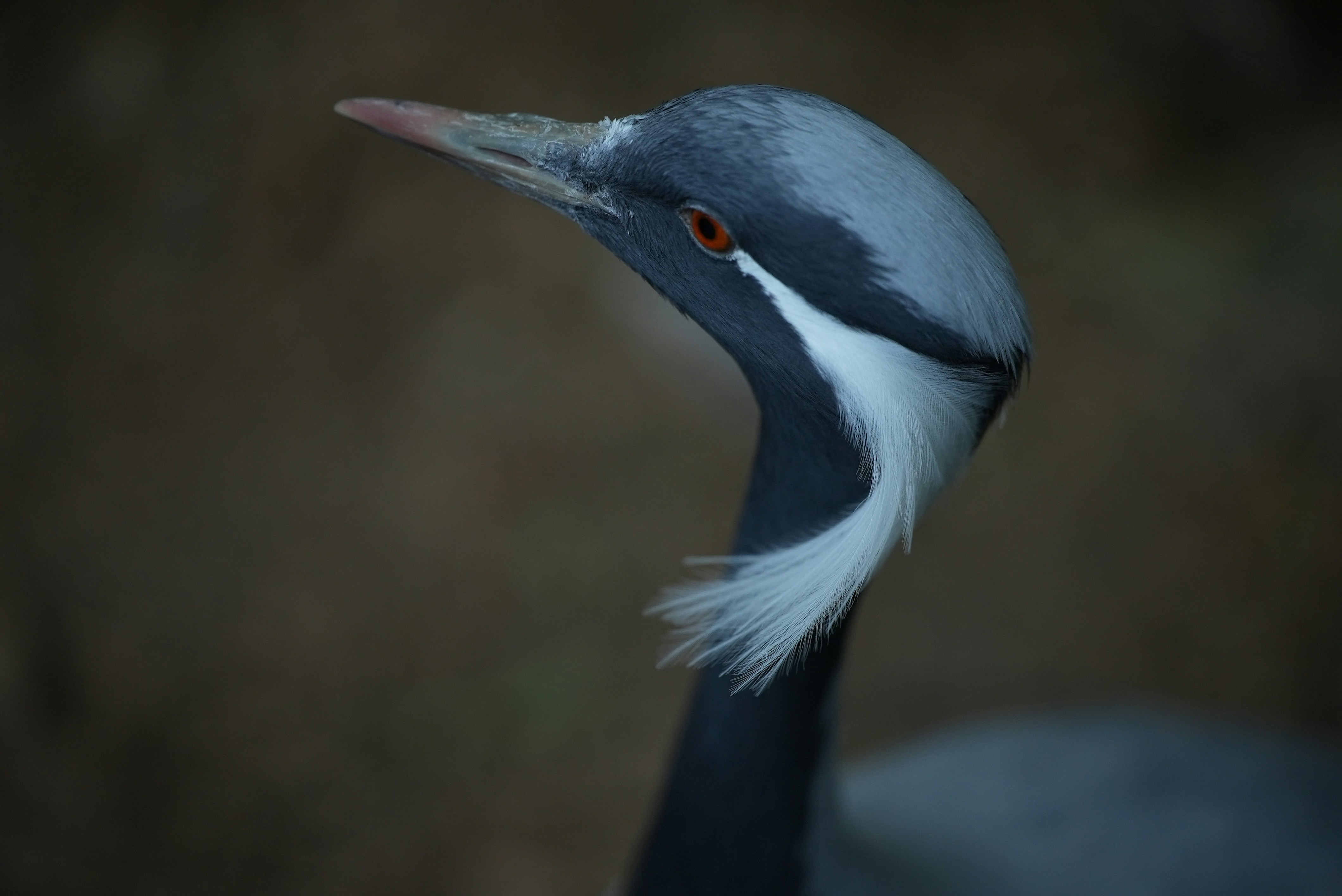Crane Portrait: A Silent Gaze in Soft Evening Light
