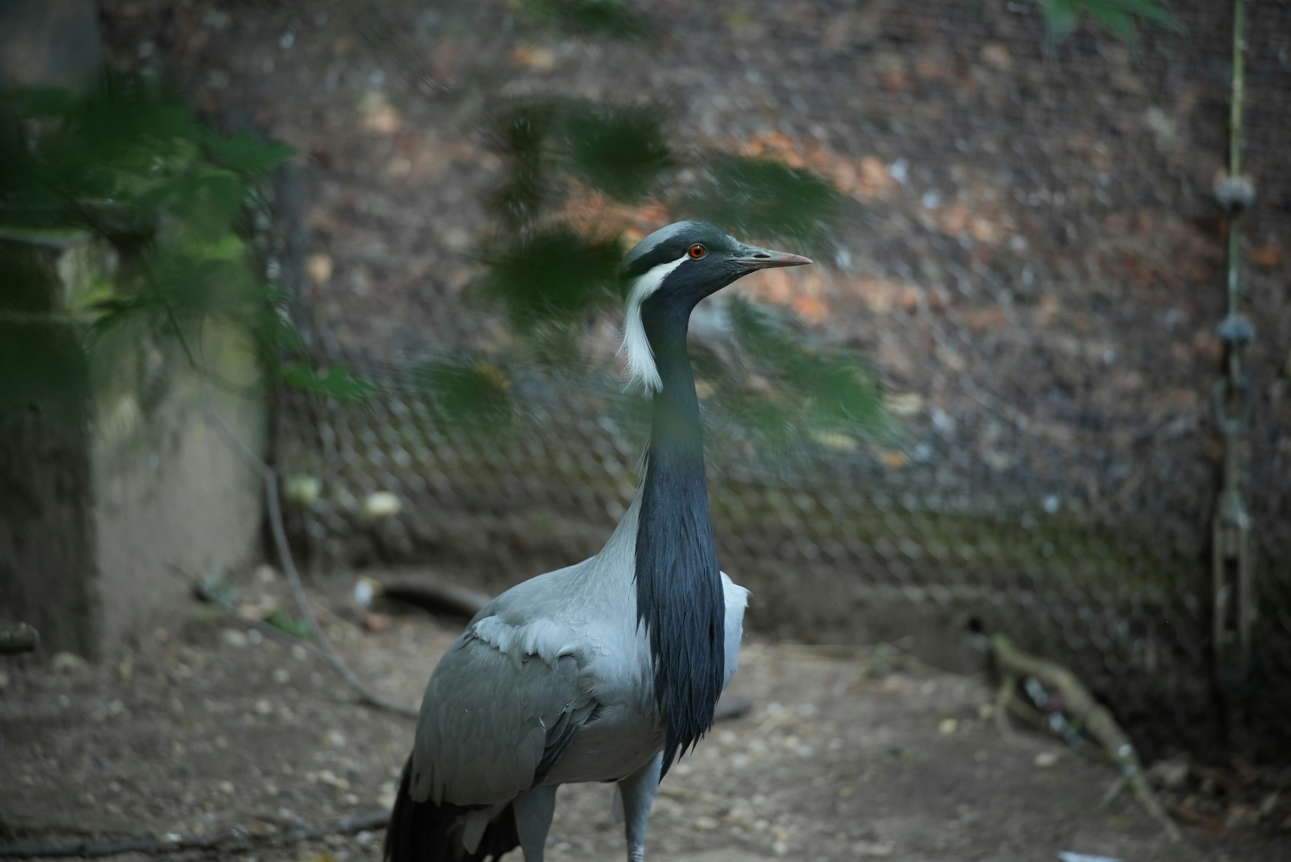 Silent Watcher of the Yard: A Grey Crane Poses Under Fence and Foliage