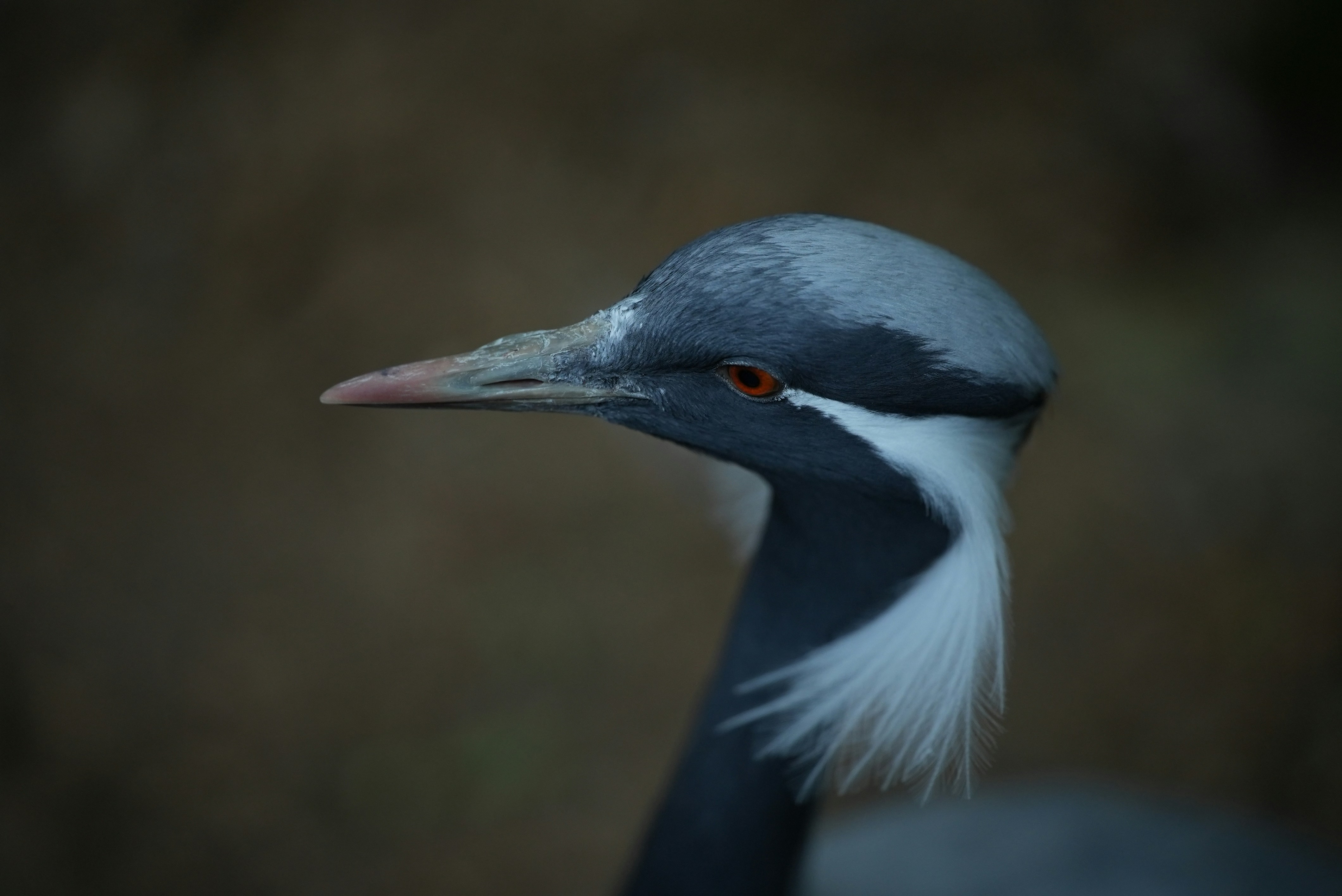 Close-up of a Great Blue Heron head in subdued light