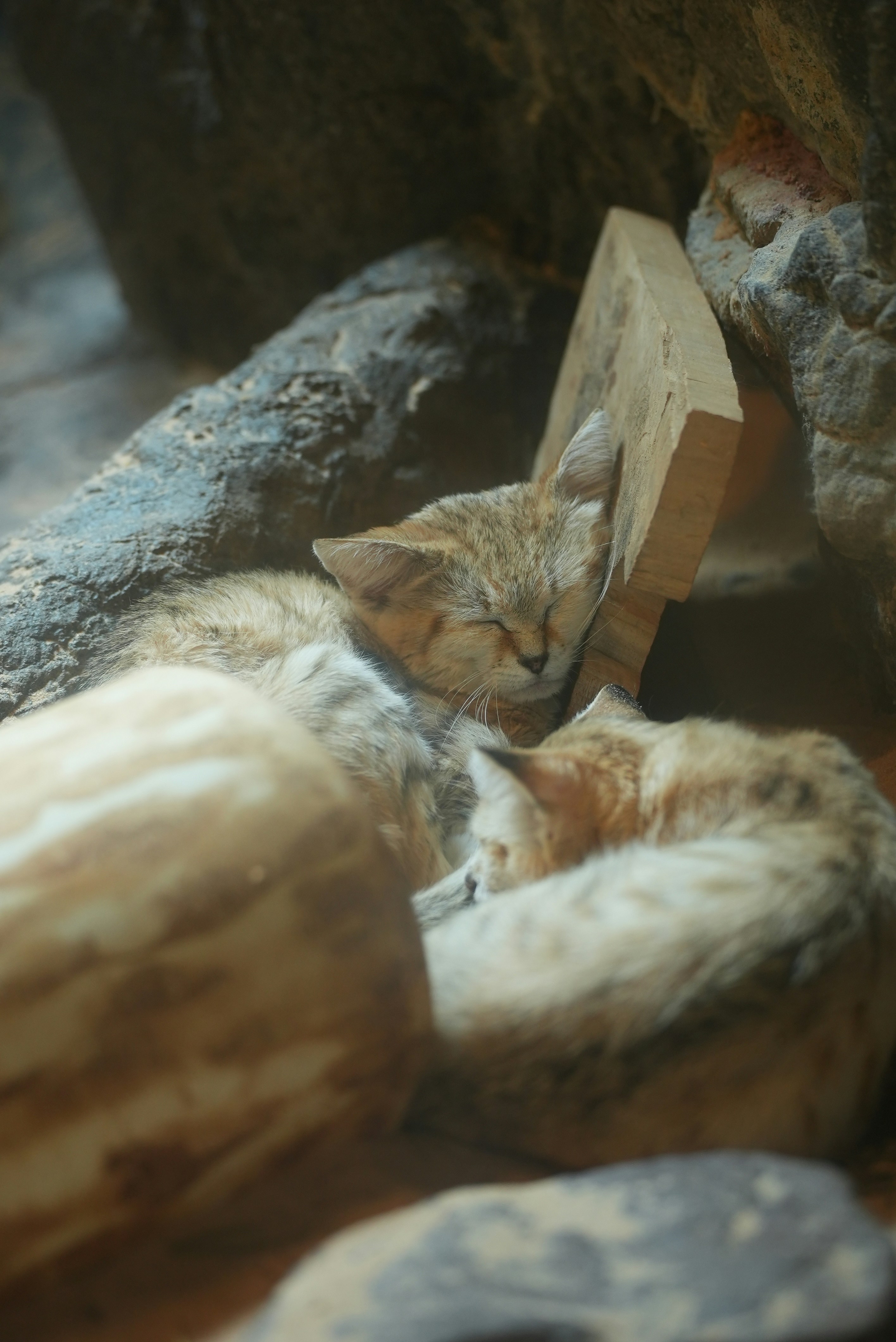 Sleepy Pebble Sanctuary: A Kitten Nestled Between Stones