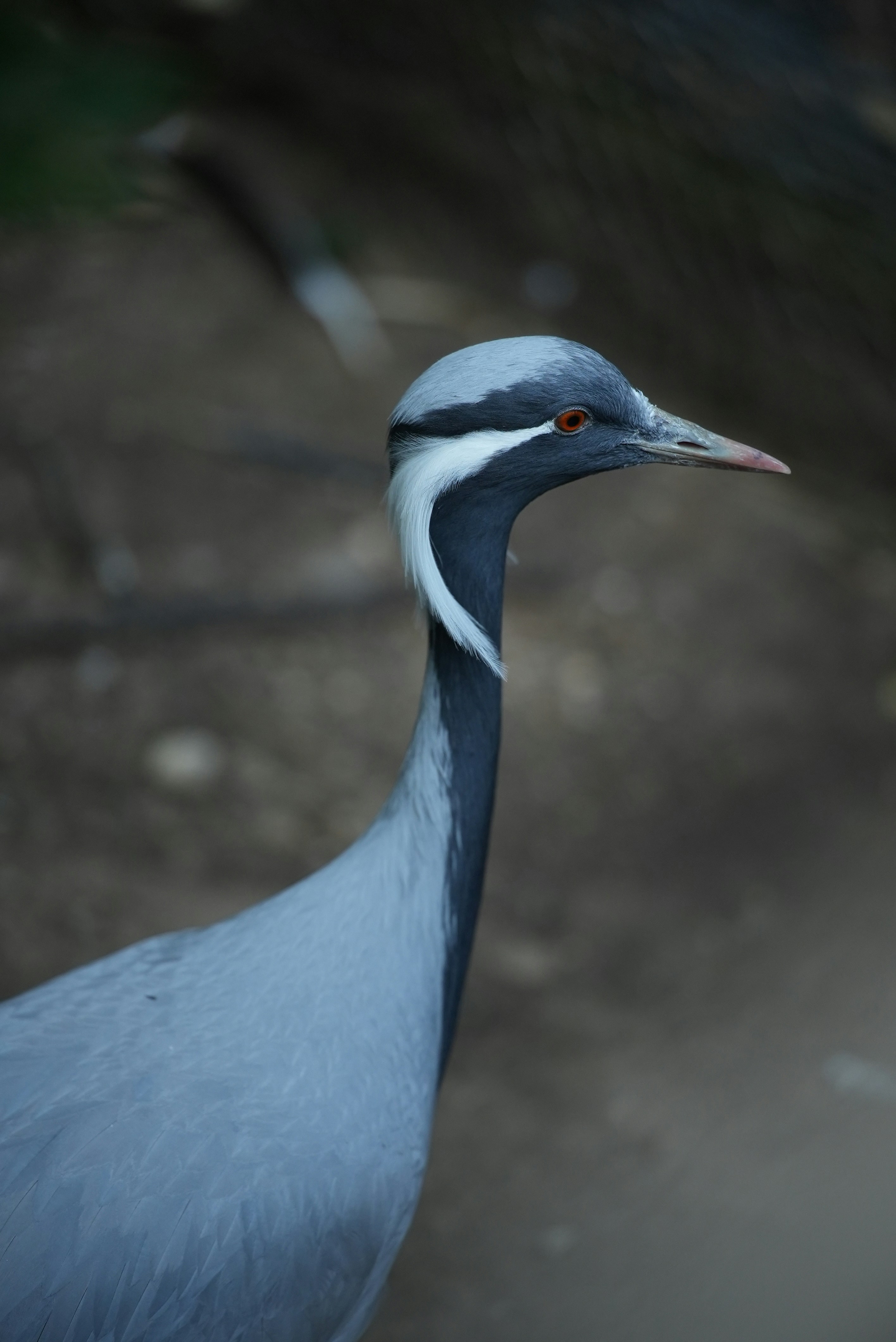 Crowned in Blue: Close-Up of a Graceful Crane's Gaze