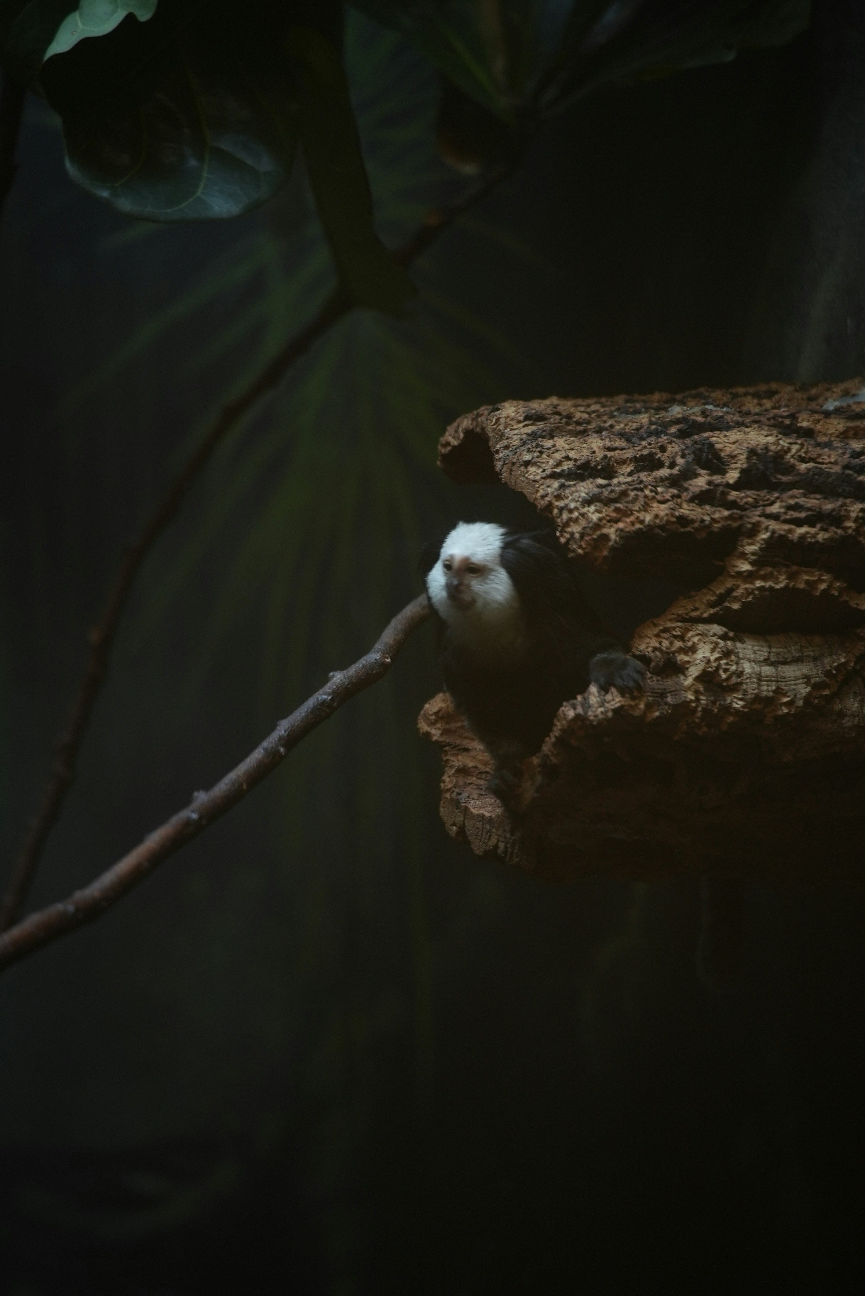 Perched Sentry: A Tiny White-Faced Monkeys in Dappled Shadow