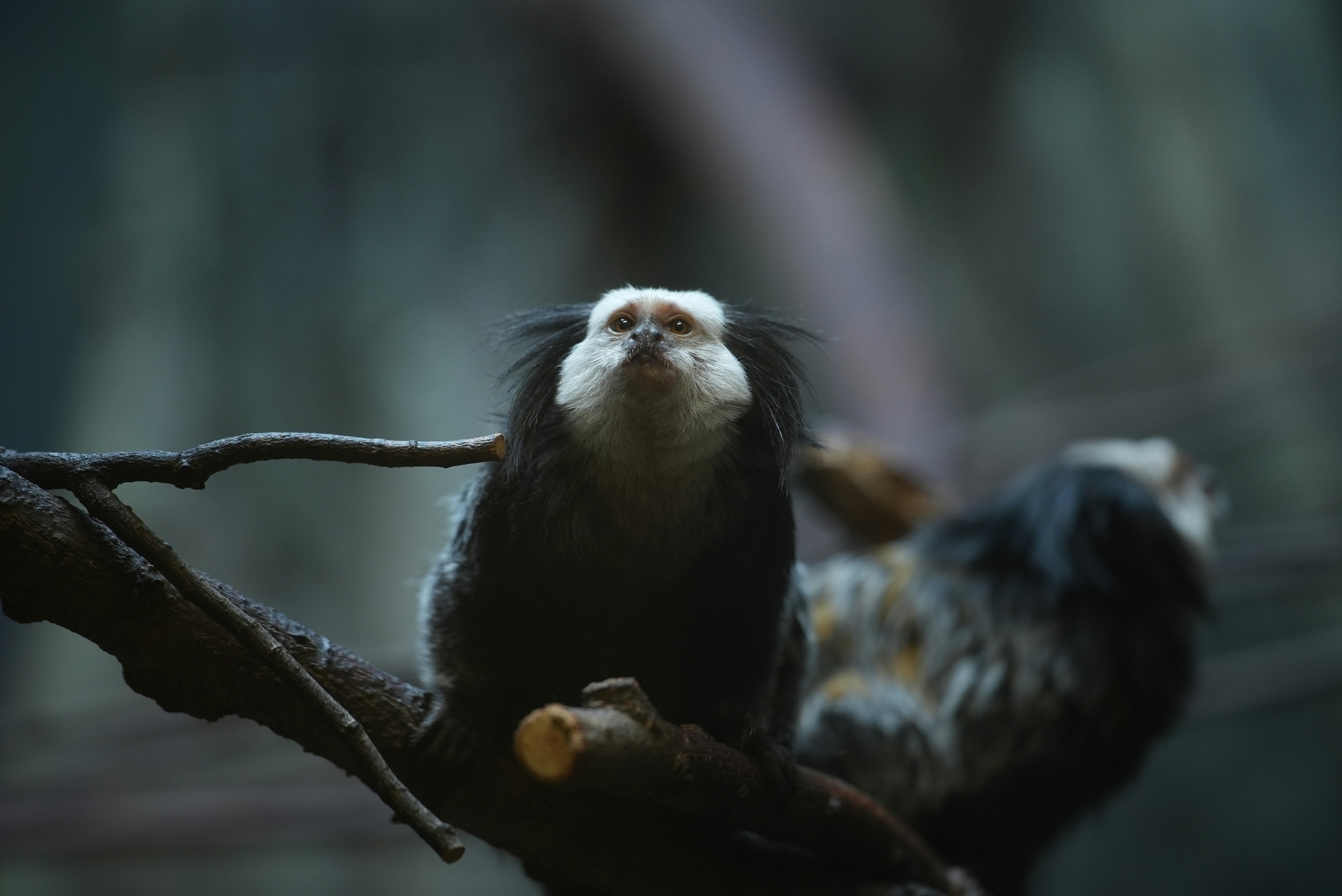 Curious Twins: A Pair of Marmosets on a Low Branch