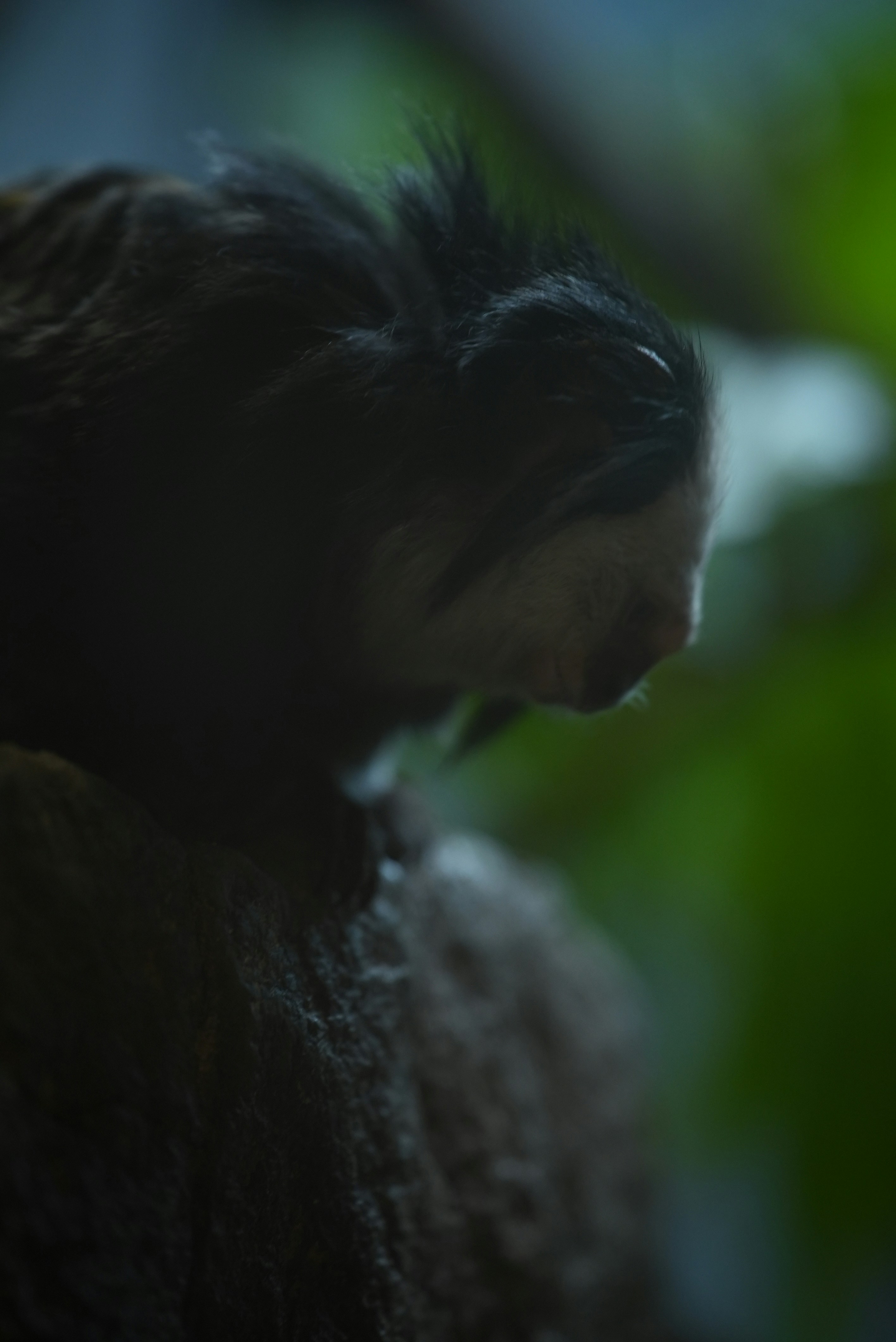 Dim Amidst Leaves: A Quiet Profile in Soft Focus