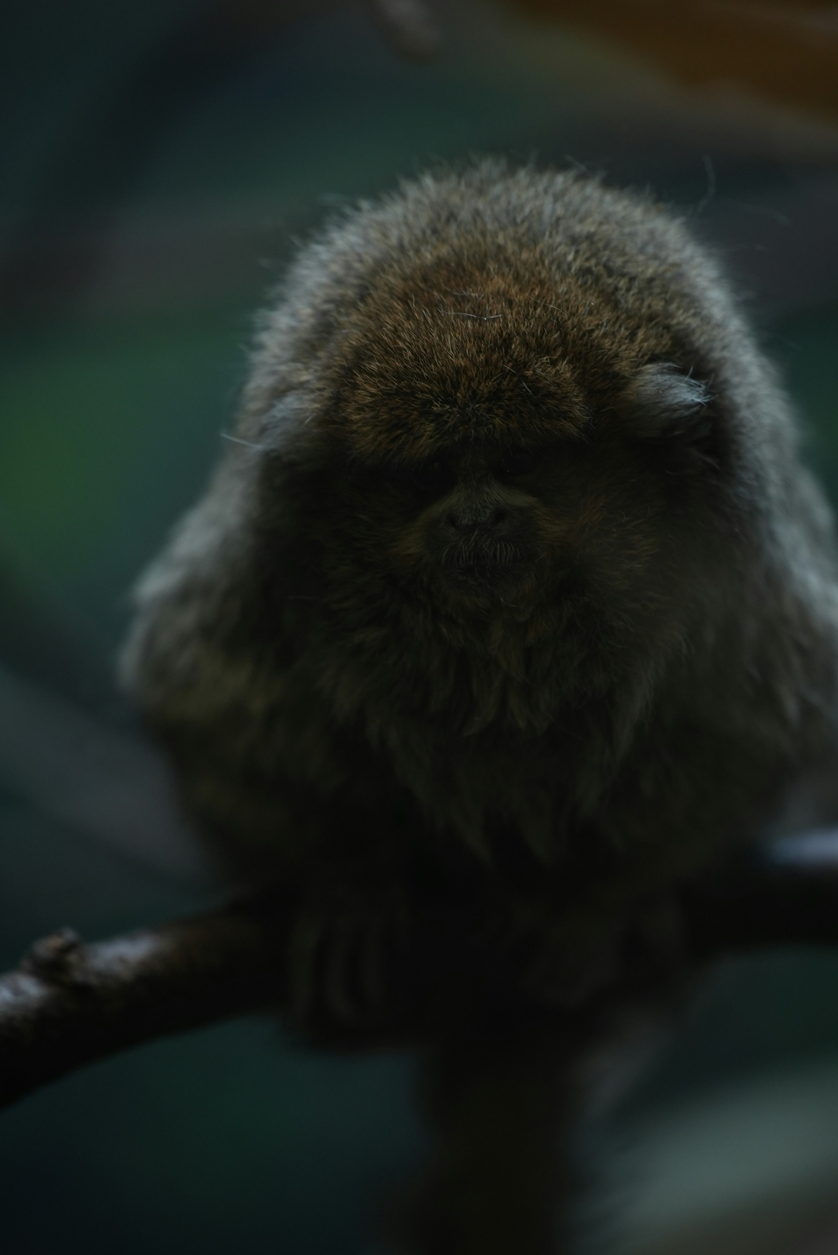 Midnight Fur: A Quiet Stare from the Puffball Monkey
