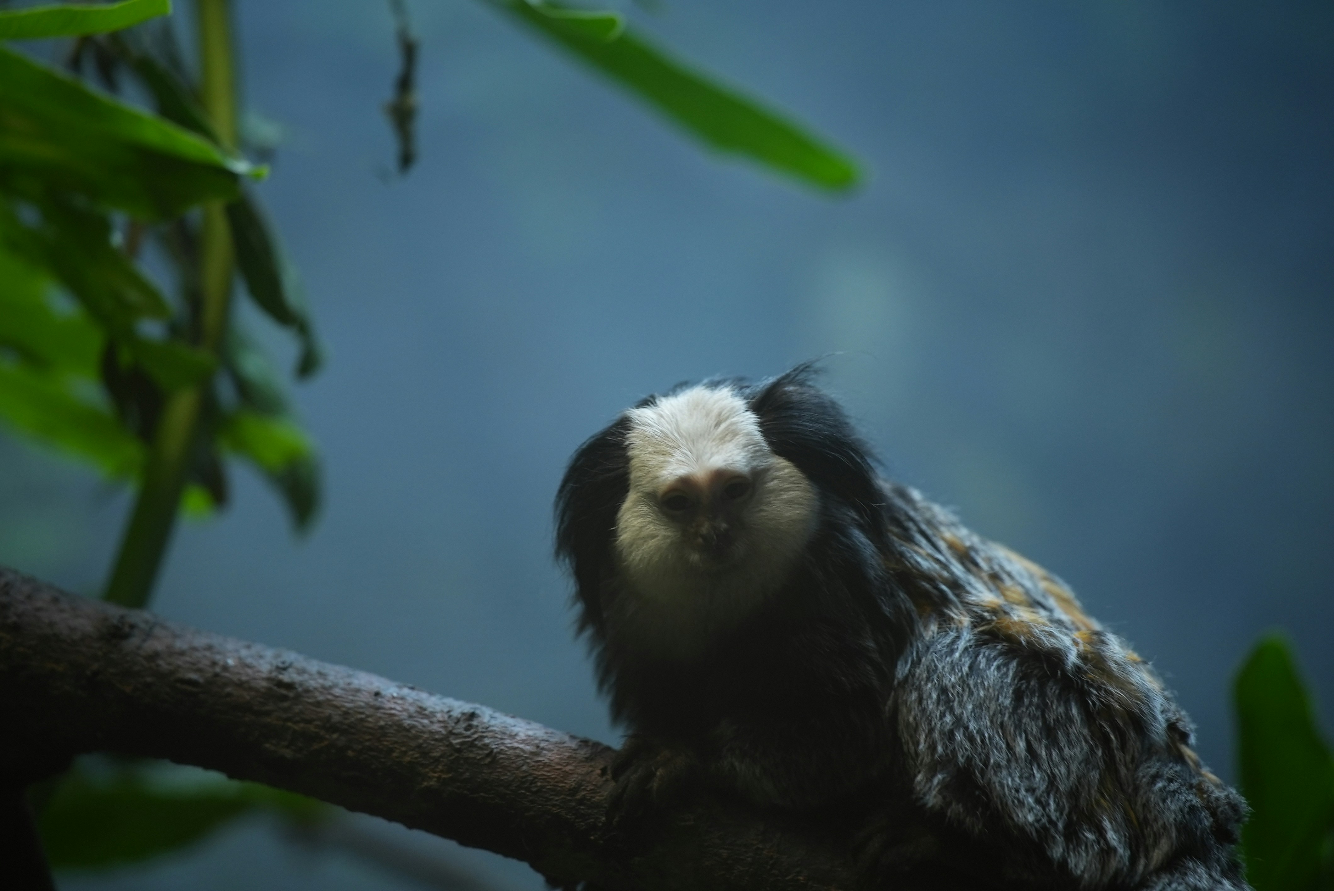 Chimp in the Dusk: Quiet Sentinel on a Mossy Branch