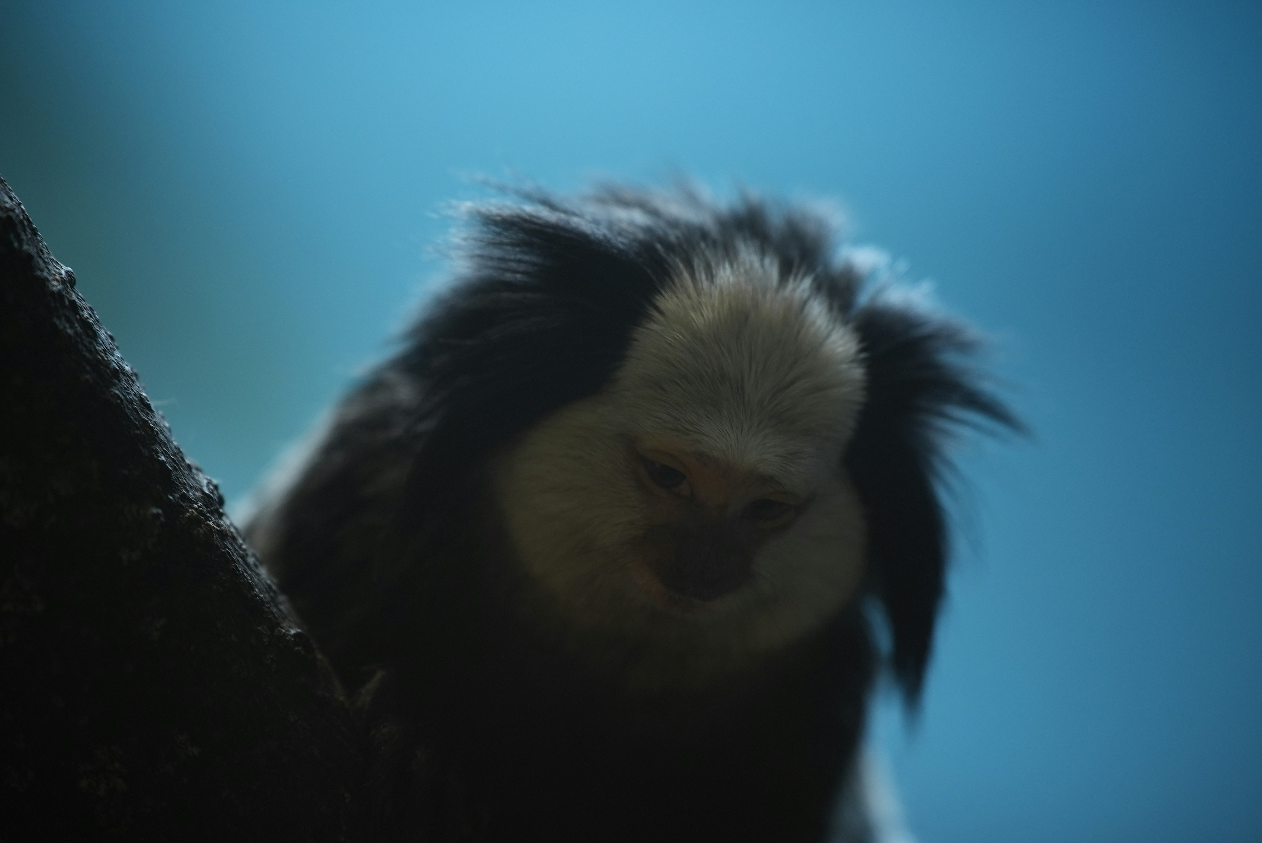 A common marmoset with black and white fur on a dark tree branch