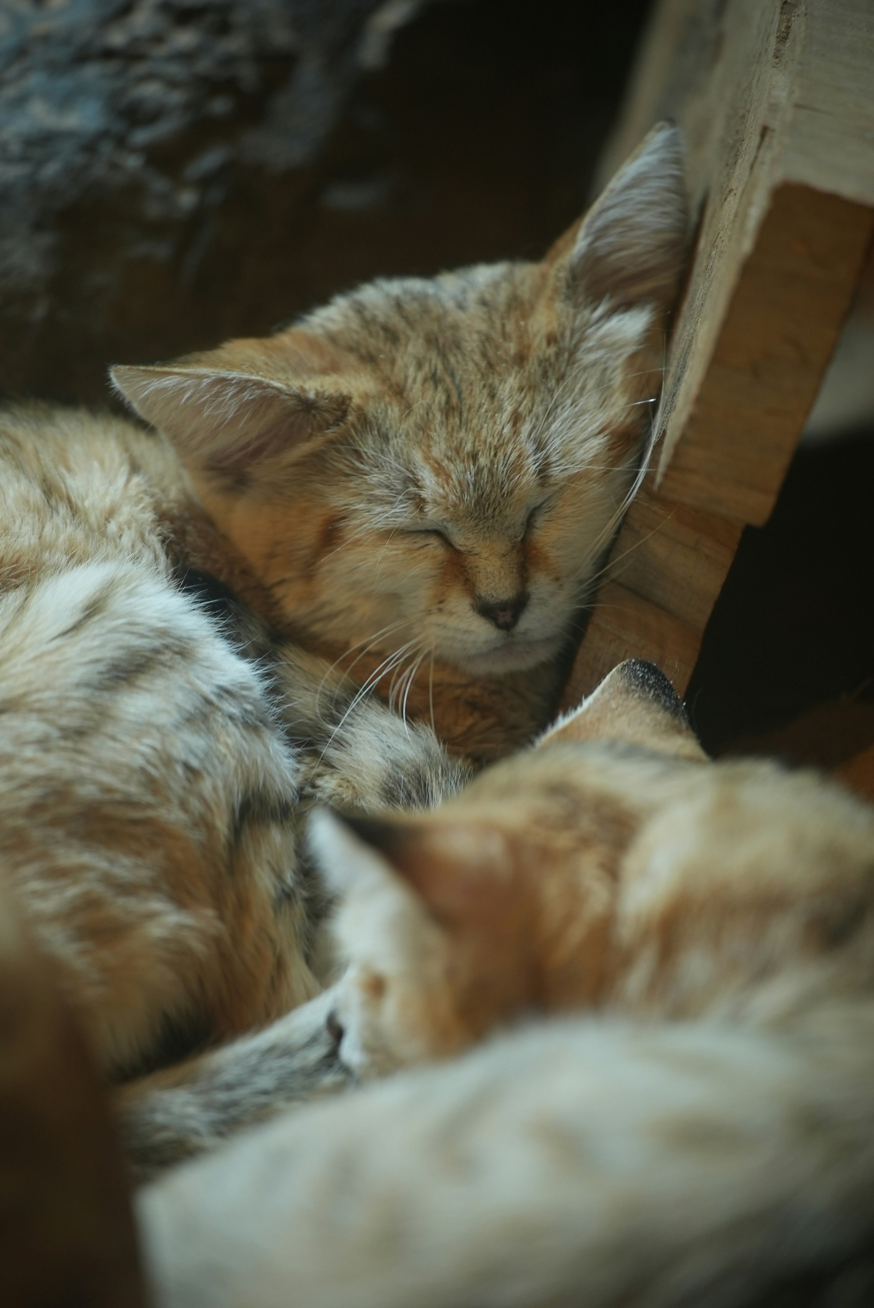 Sunlit Sleep: A Gentle Moment Between Feline Shadows
