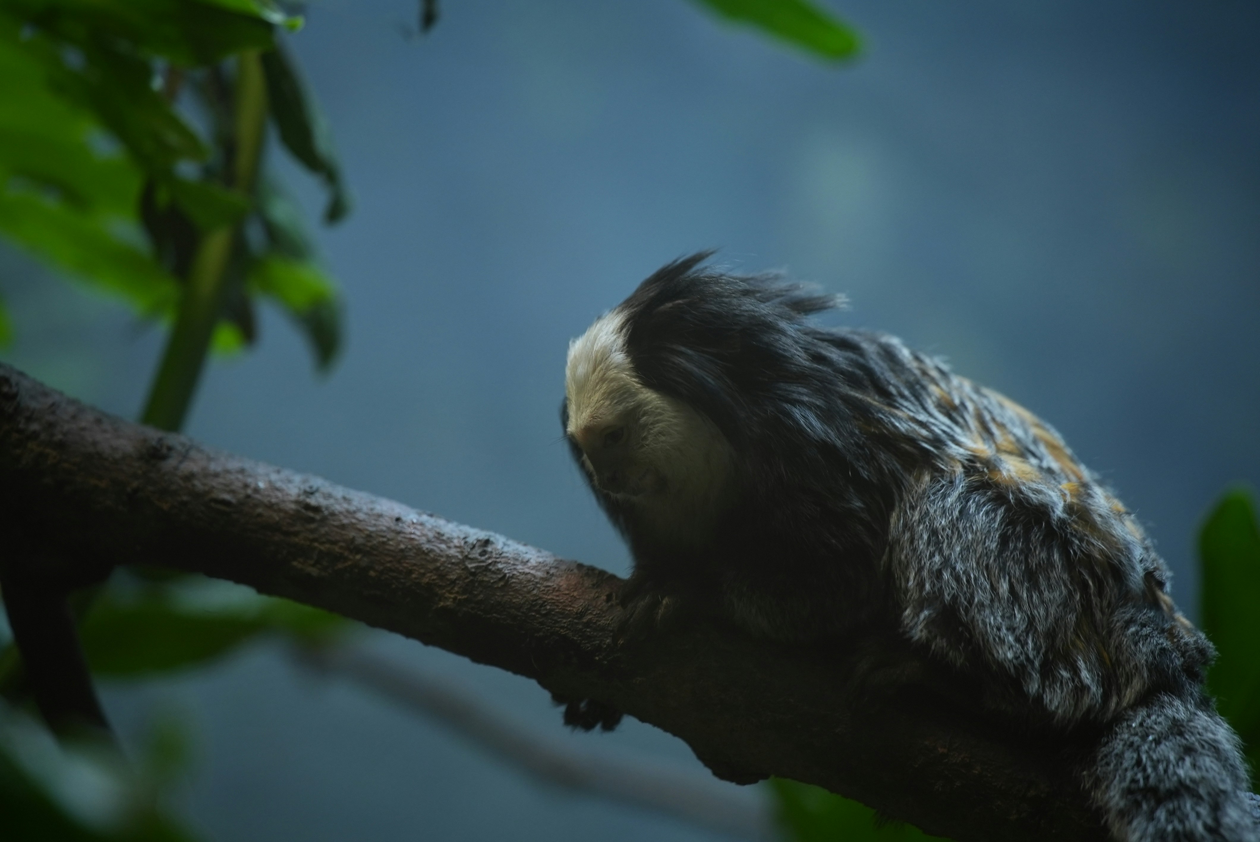 Somber Slumber on a Weathered Branch
