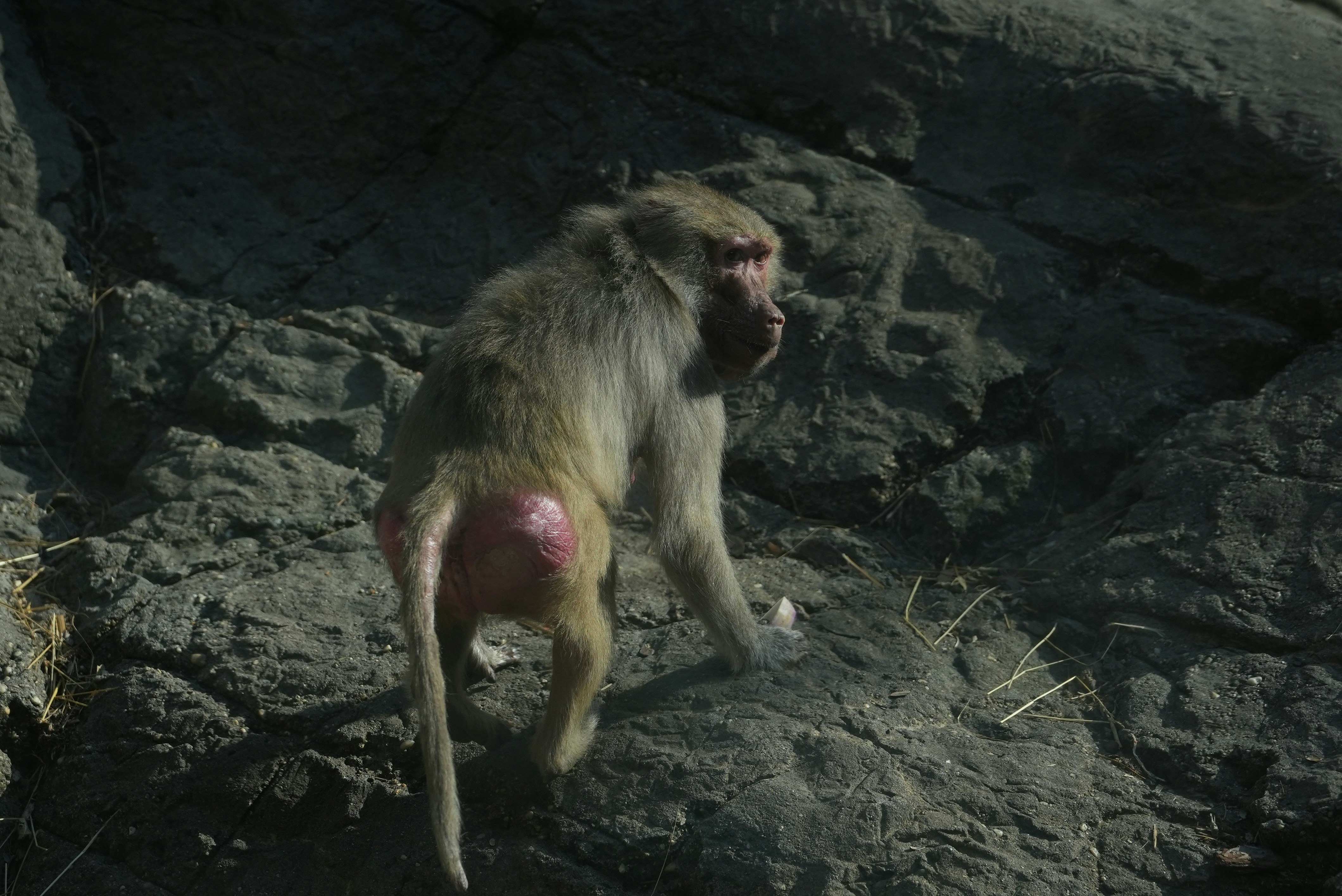 Rogue Baboon on a Rock-Laden Slope
