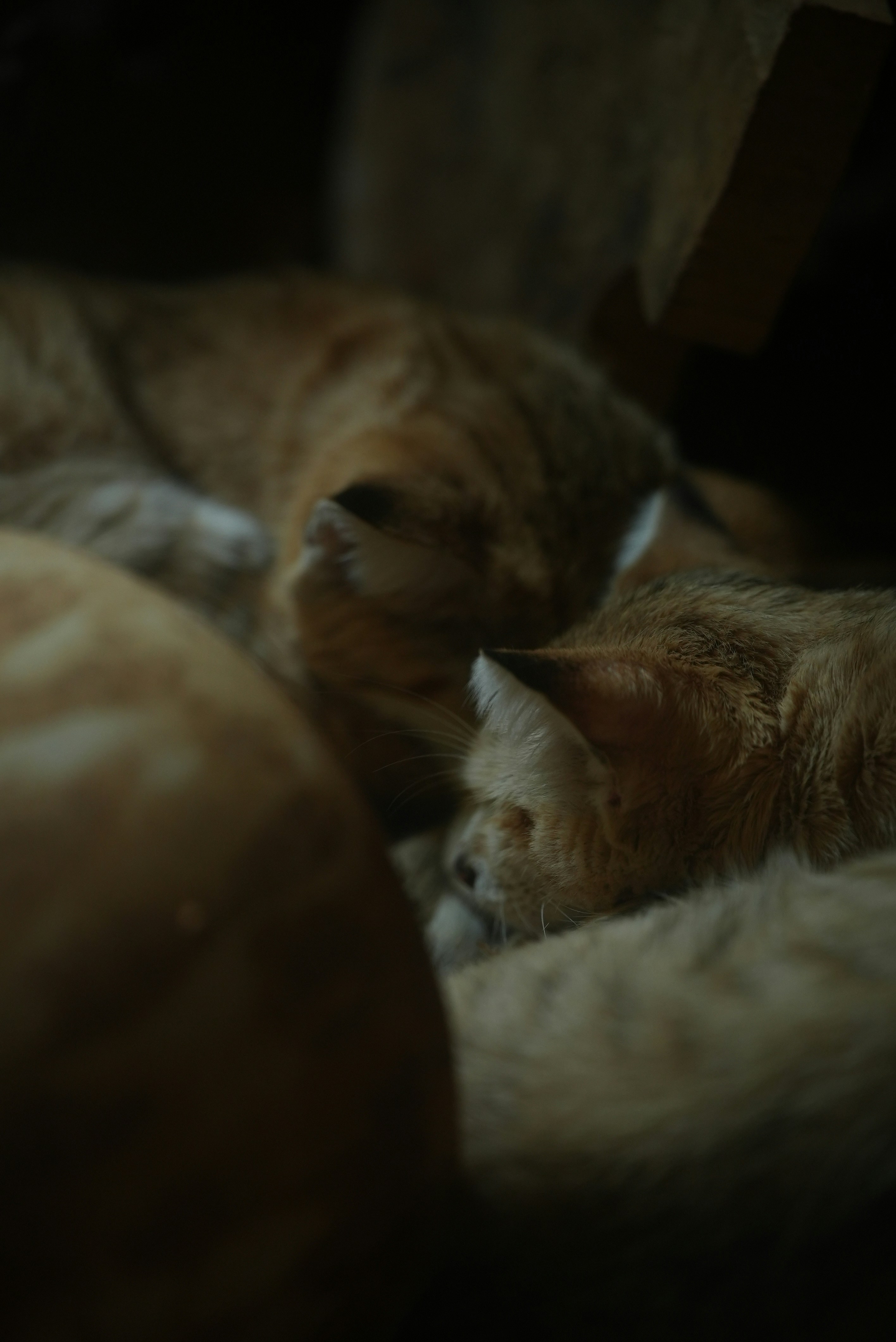 Cozy Shadows: Gentle Cats Resting in a Quiet Nook