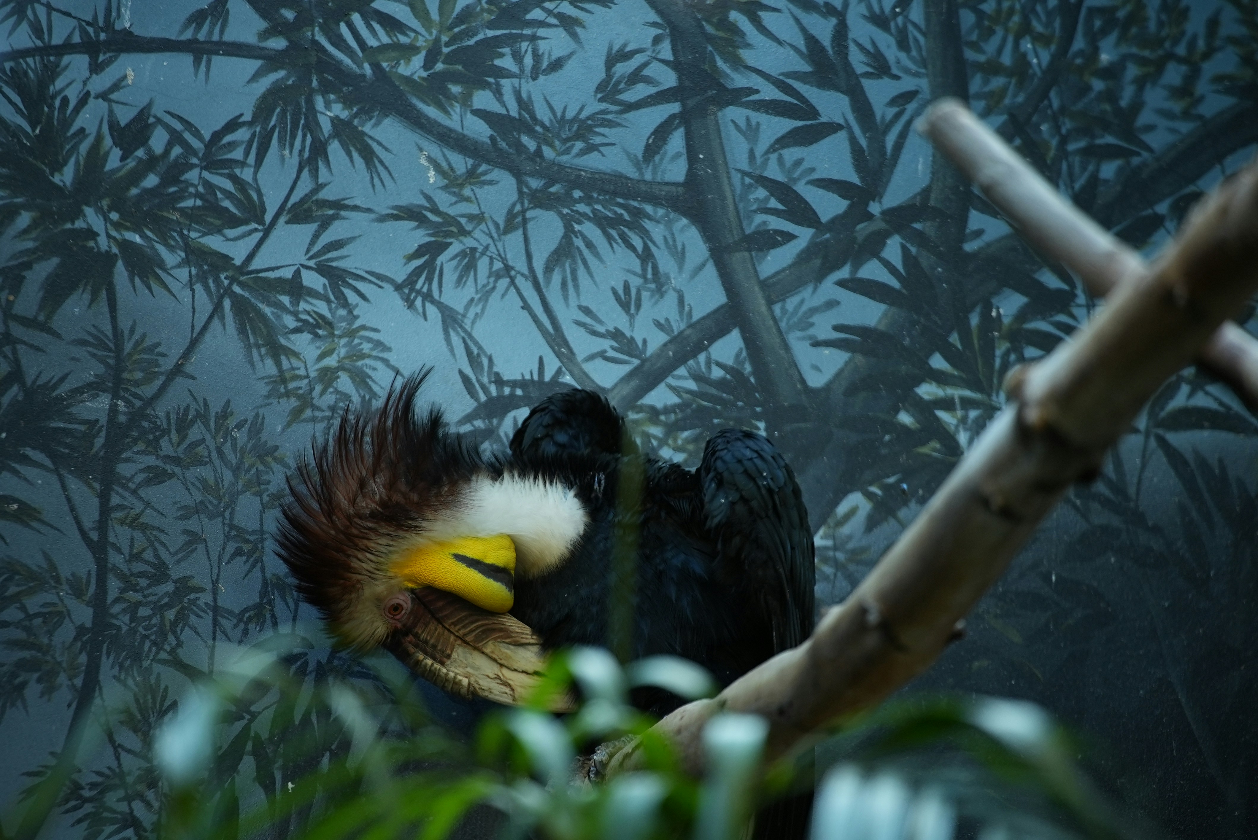 Brahminy Kingfisher at Rest in Dim Tropic Canopy