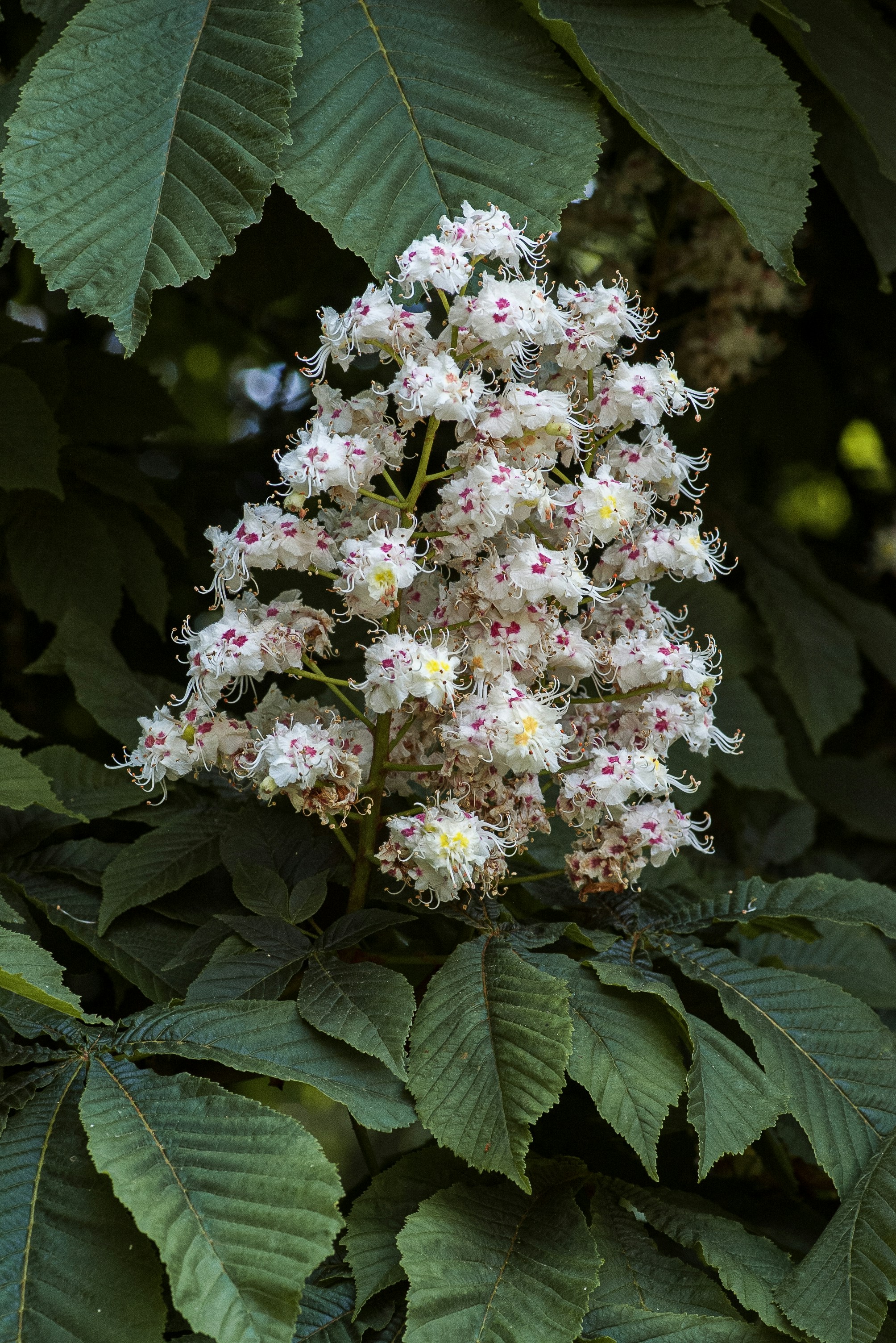 Whispering White Clusters: a hydrangea blossom amidst dark foliage