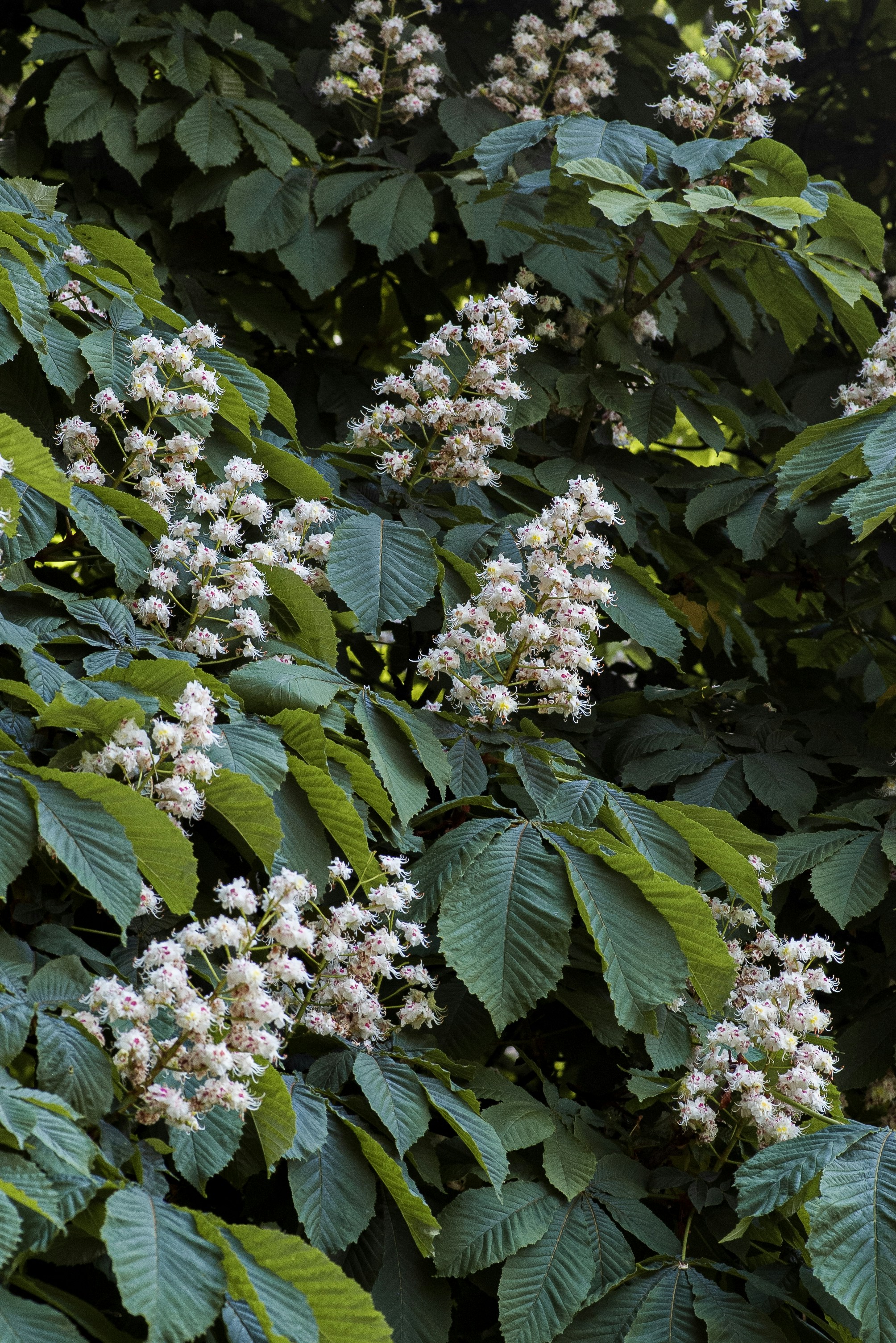 Floral Cascade: Creamy Blossoms Amid Deep Green Foliage