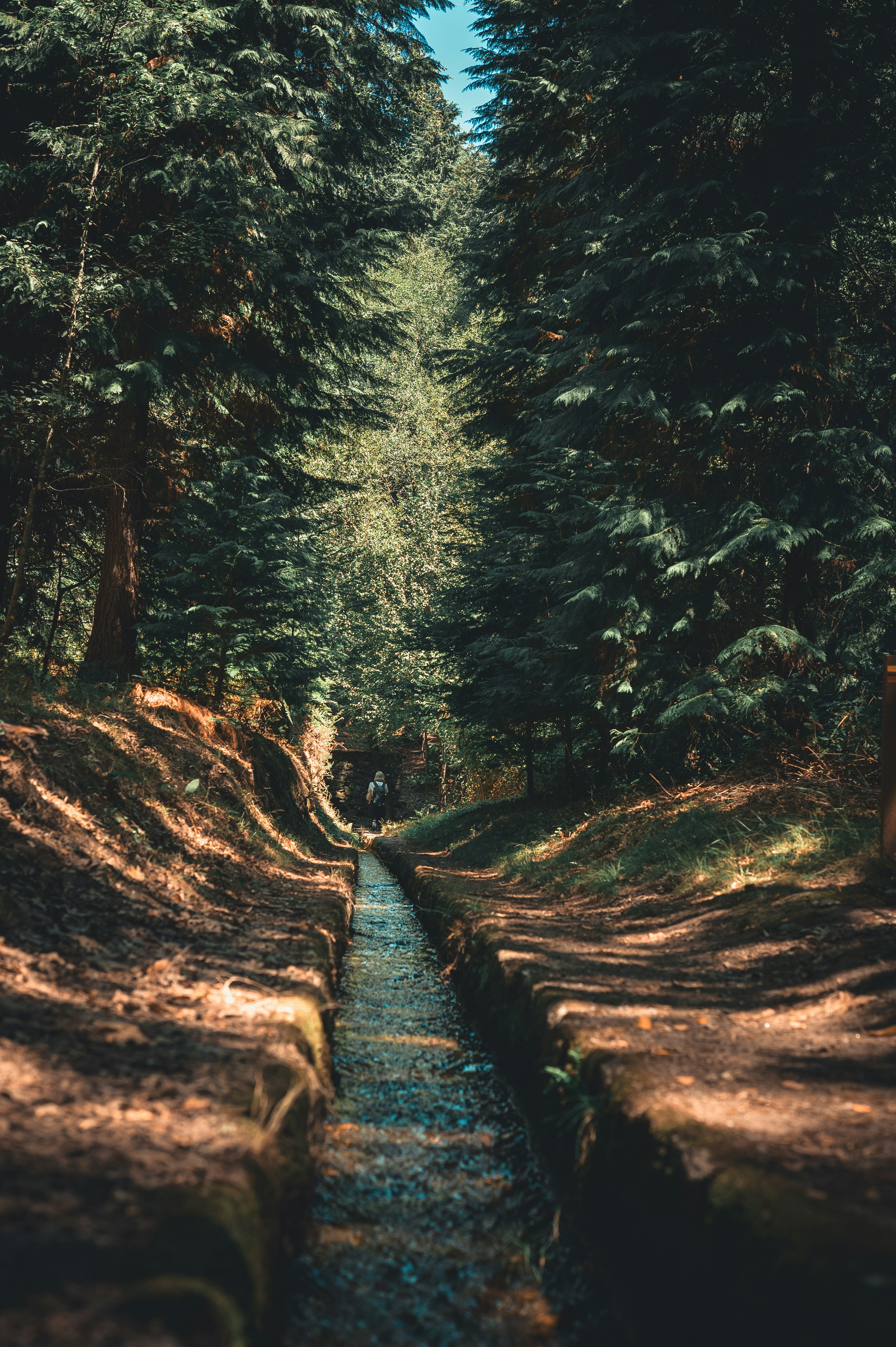 Deep Forest Channel: Light Guiding Through a Narrow Path