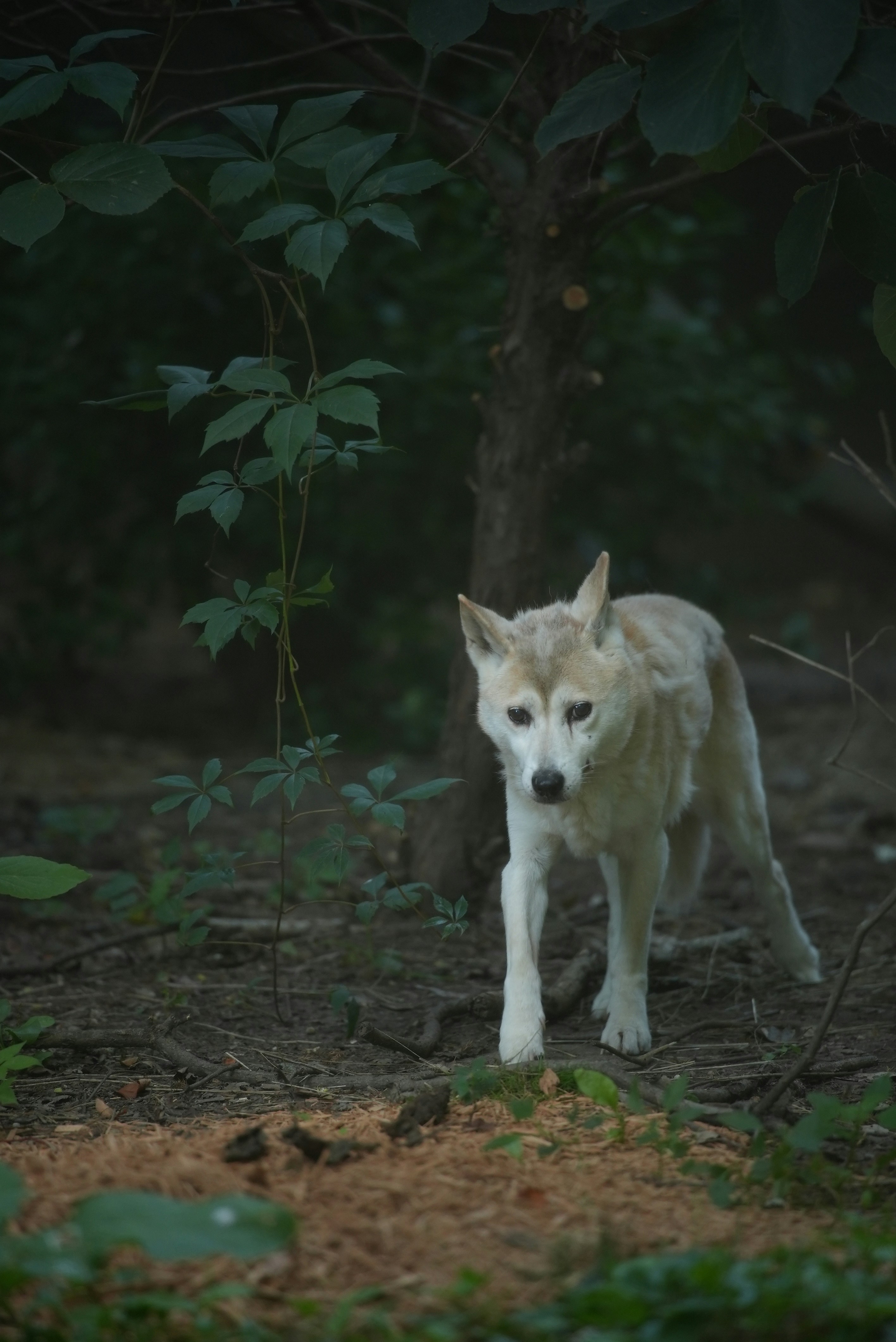 Silent Sentinel: A Woodland Wolfdog Steps into the Dappled Light