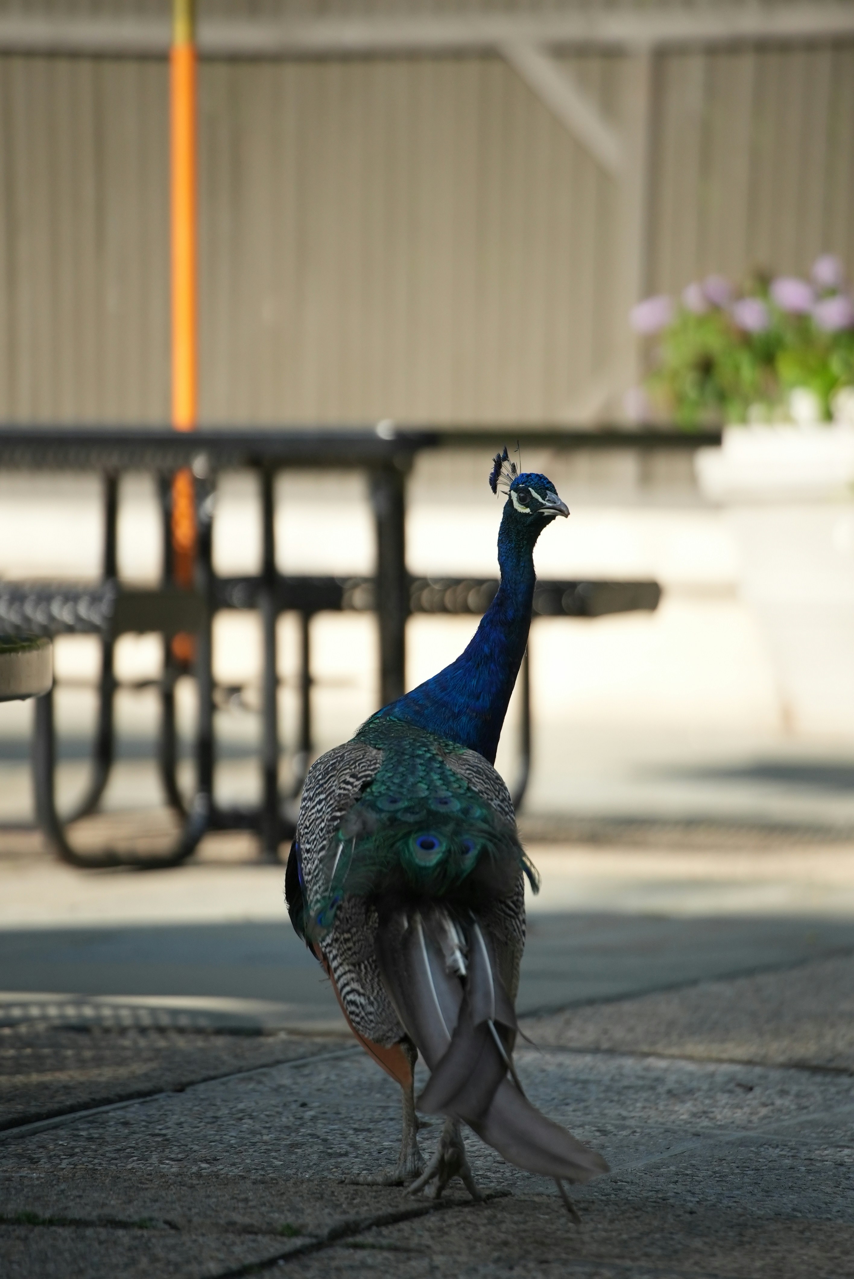 Peacock in Profile: A Quiet Strut By the Patio