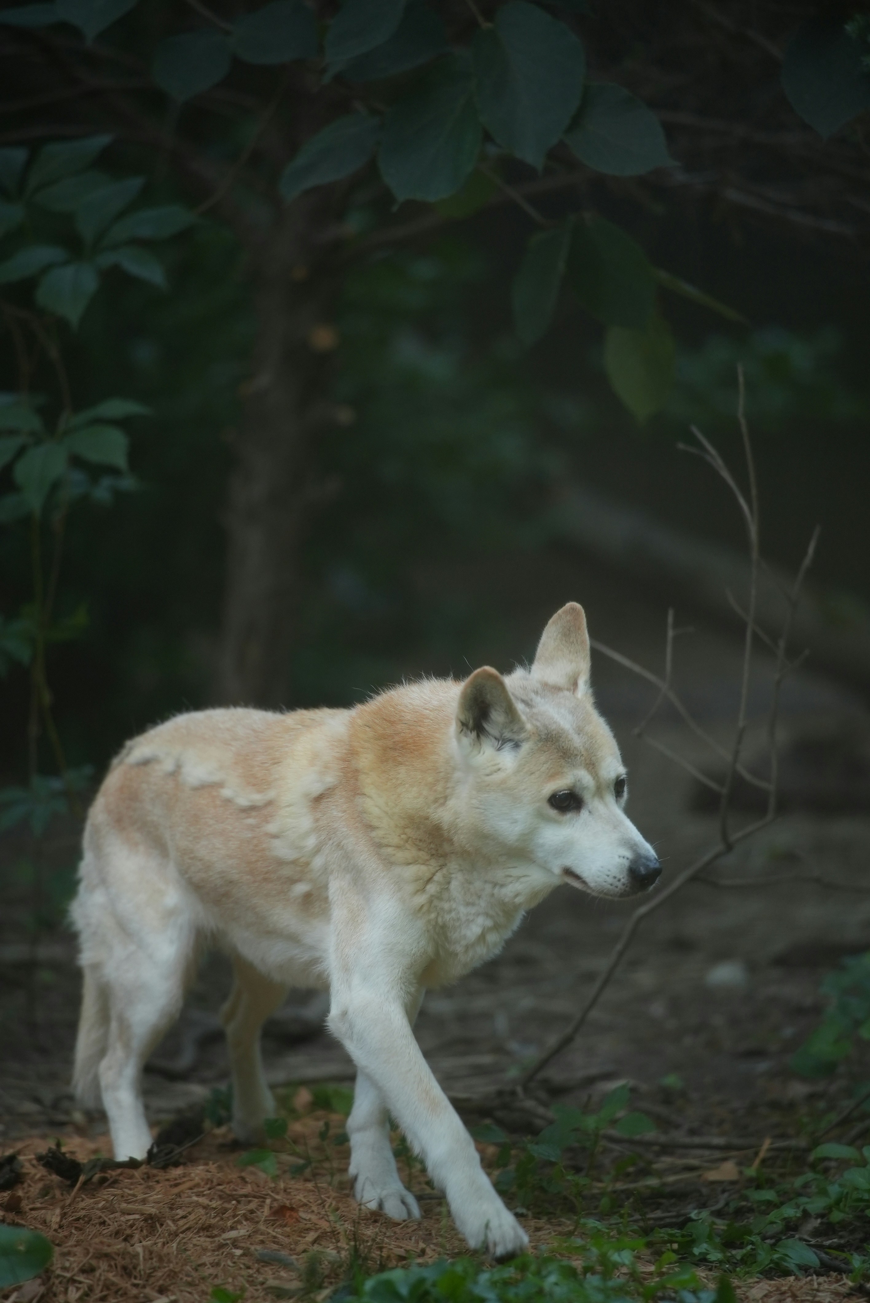 Gentle Wanderer in Dappled Shade
